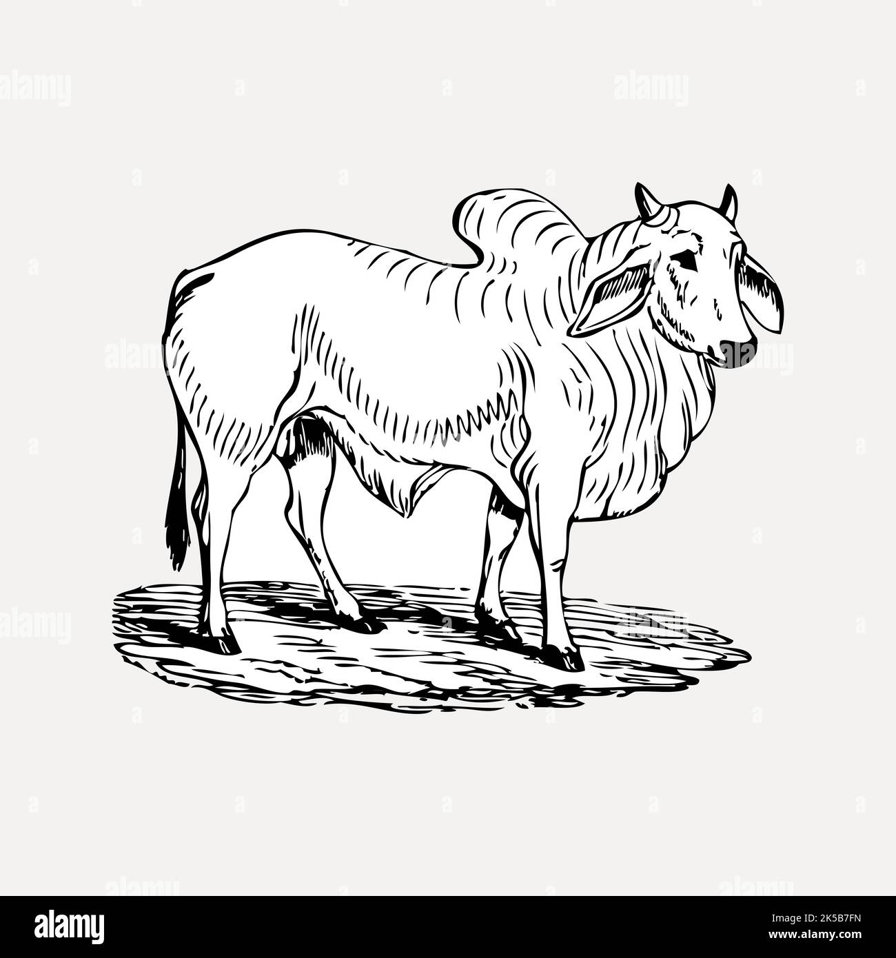 Brahman cow clipart hi-res stock photography and images - Alamy