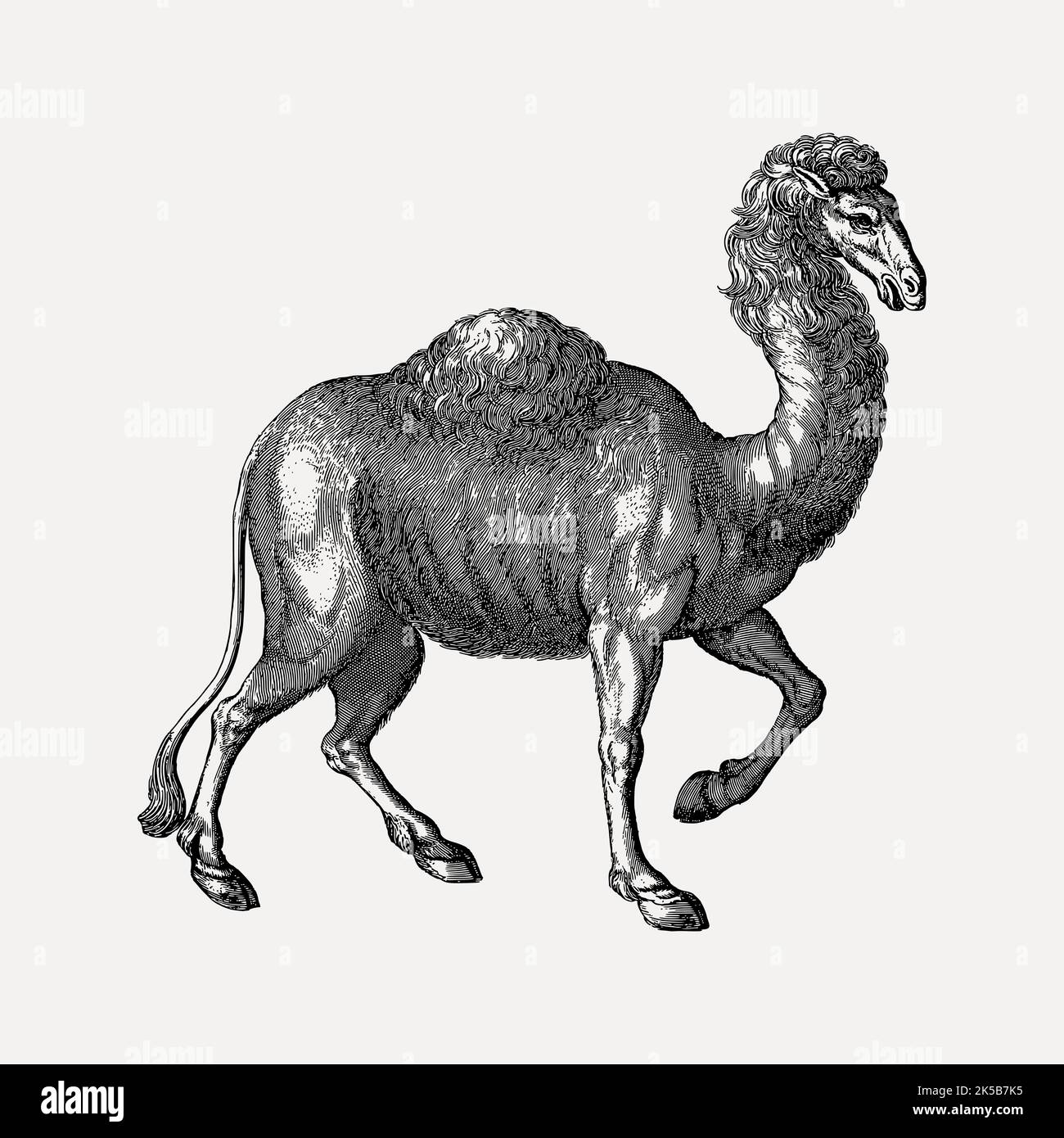 Camel collage element hi-res stock photography and images - Alamy