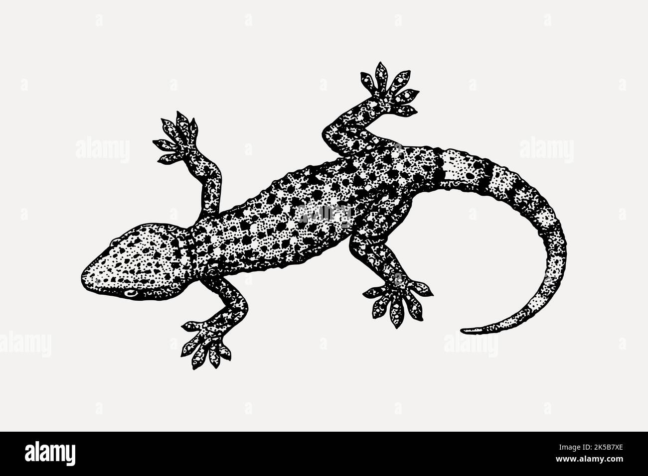 Gecko clipart hi-res stock photography and images - Alamy