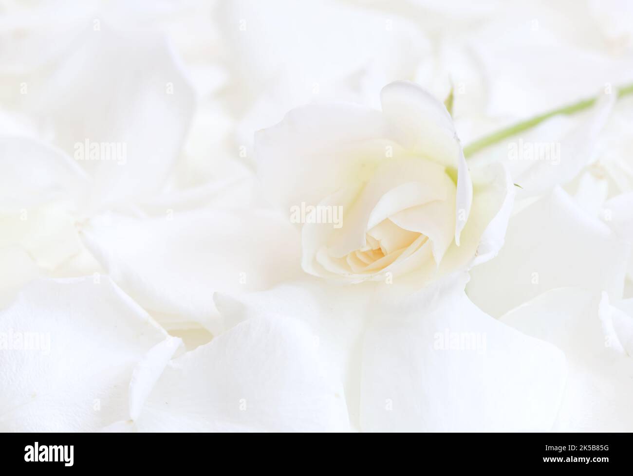 White tender rose on white rose petals - high key image (manual focus ...