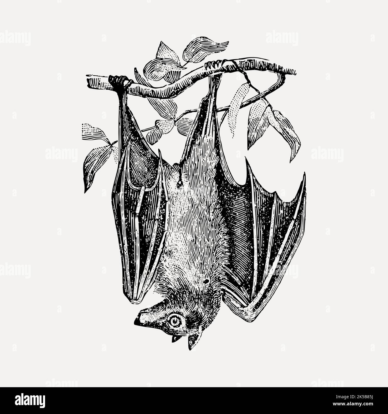 Hanging bat clipart, vintage illustration vector Stock Vector Image ...