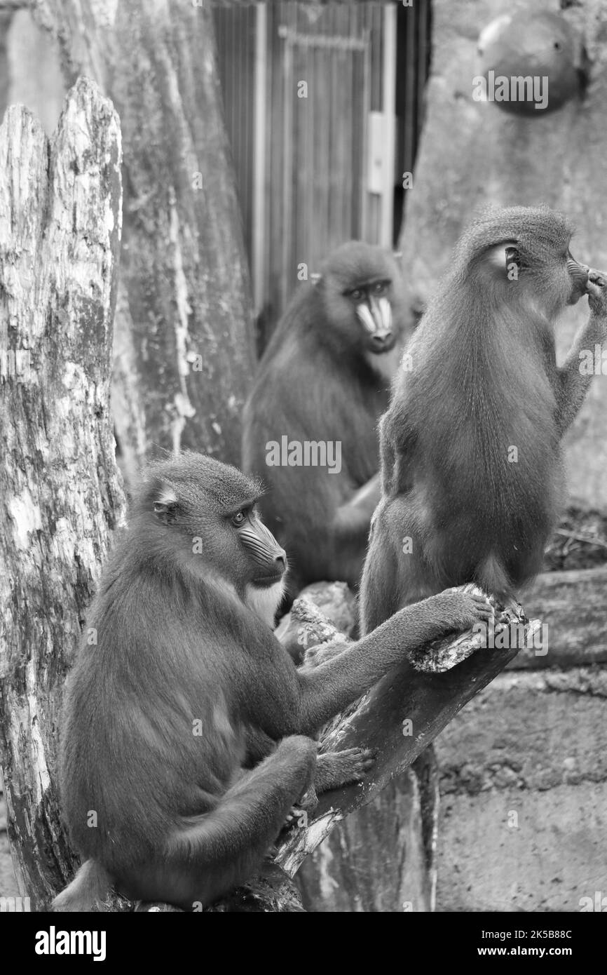 Monkeys sitting Black and White Stock Photos & Images - Alamy