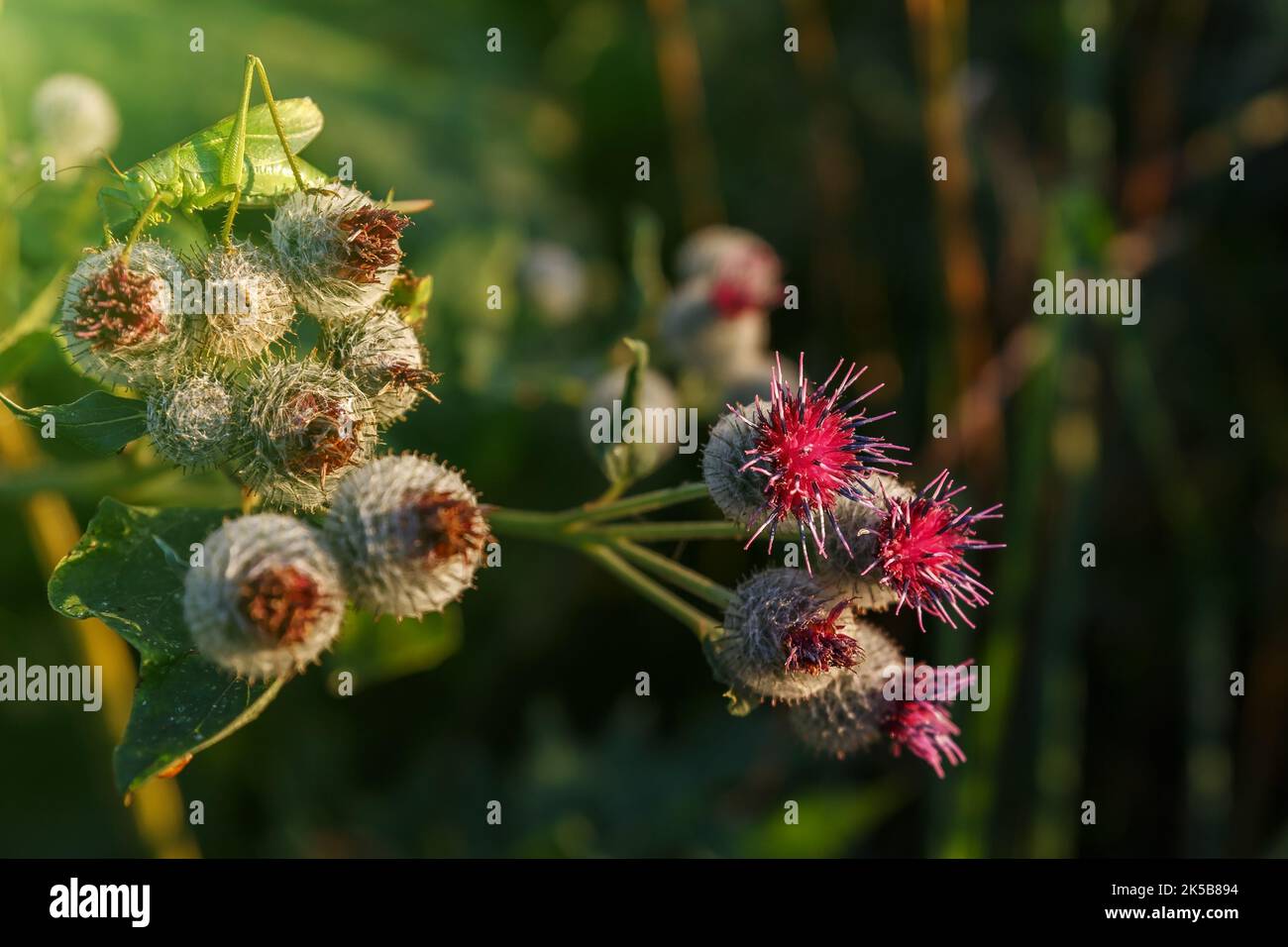 Arctium lappa commonly called greater burdock. Blooming burdock flowers ...