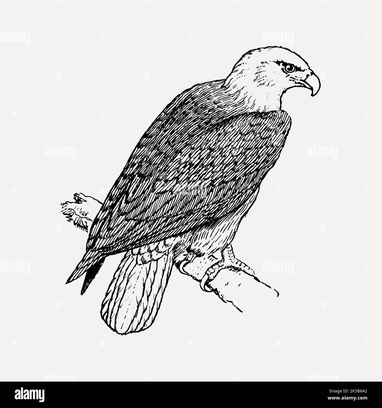 Vintage Eagle Clipart