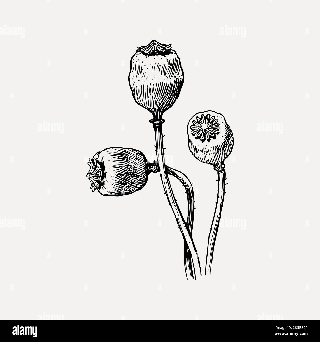 Poppy pods clipart, vintage illustration vector Stock Vector Image ...
