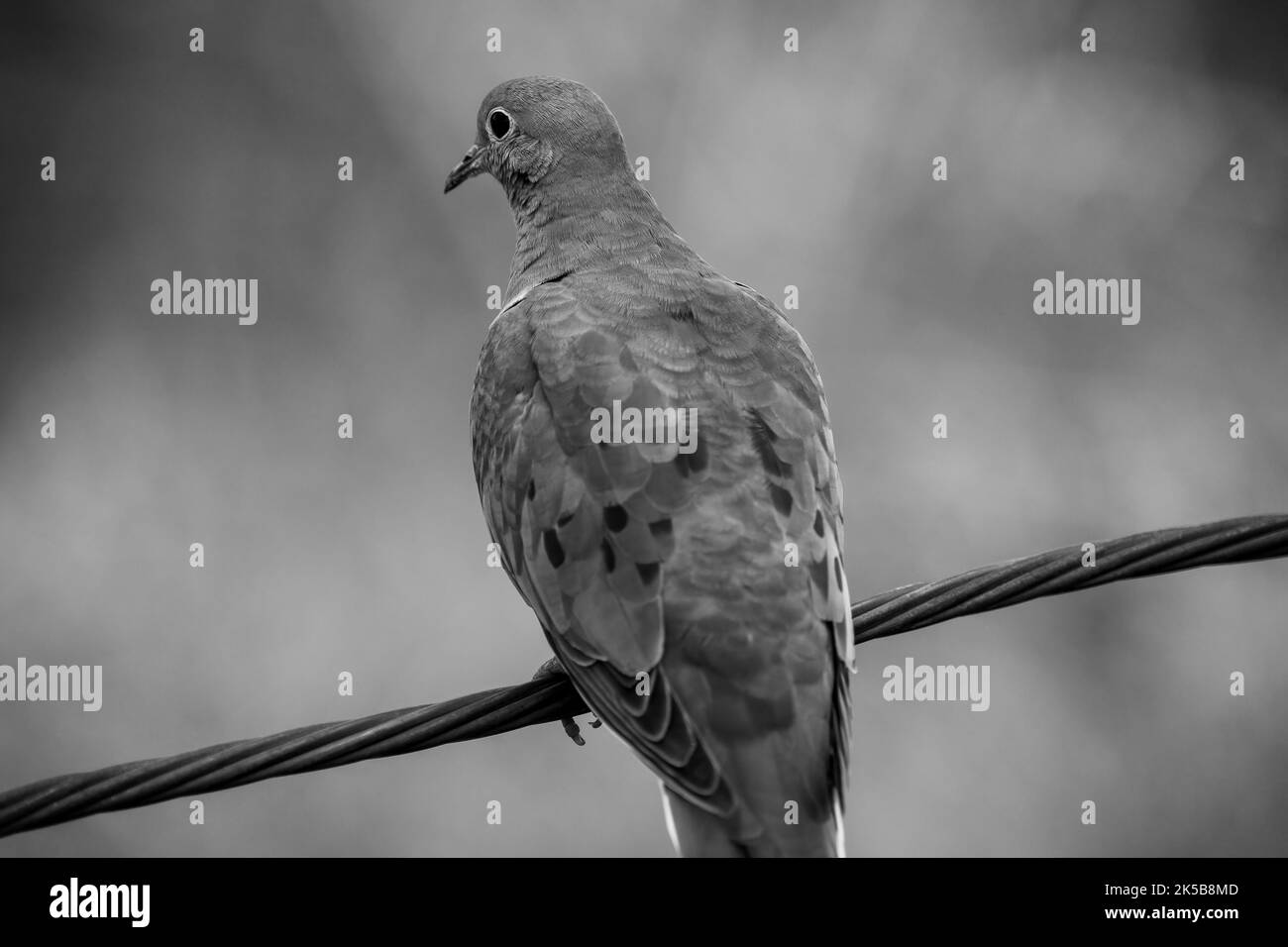 A grayscale close-up shot of a pigeon sitting on a wire in a blur Stock ...