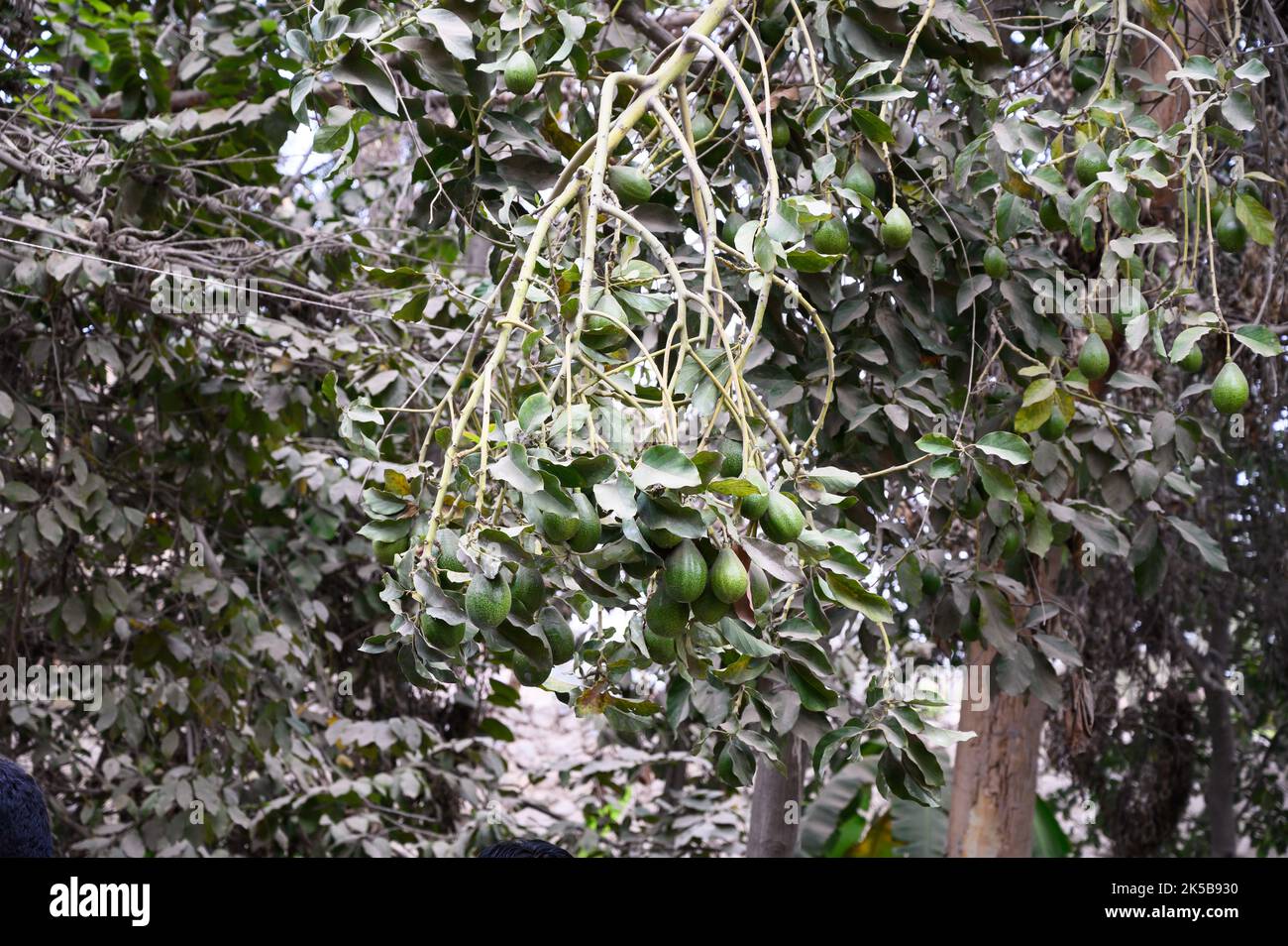 Avocados hanging at branch of tree in a plantation of fruit trees Stock ...