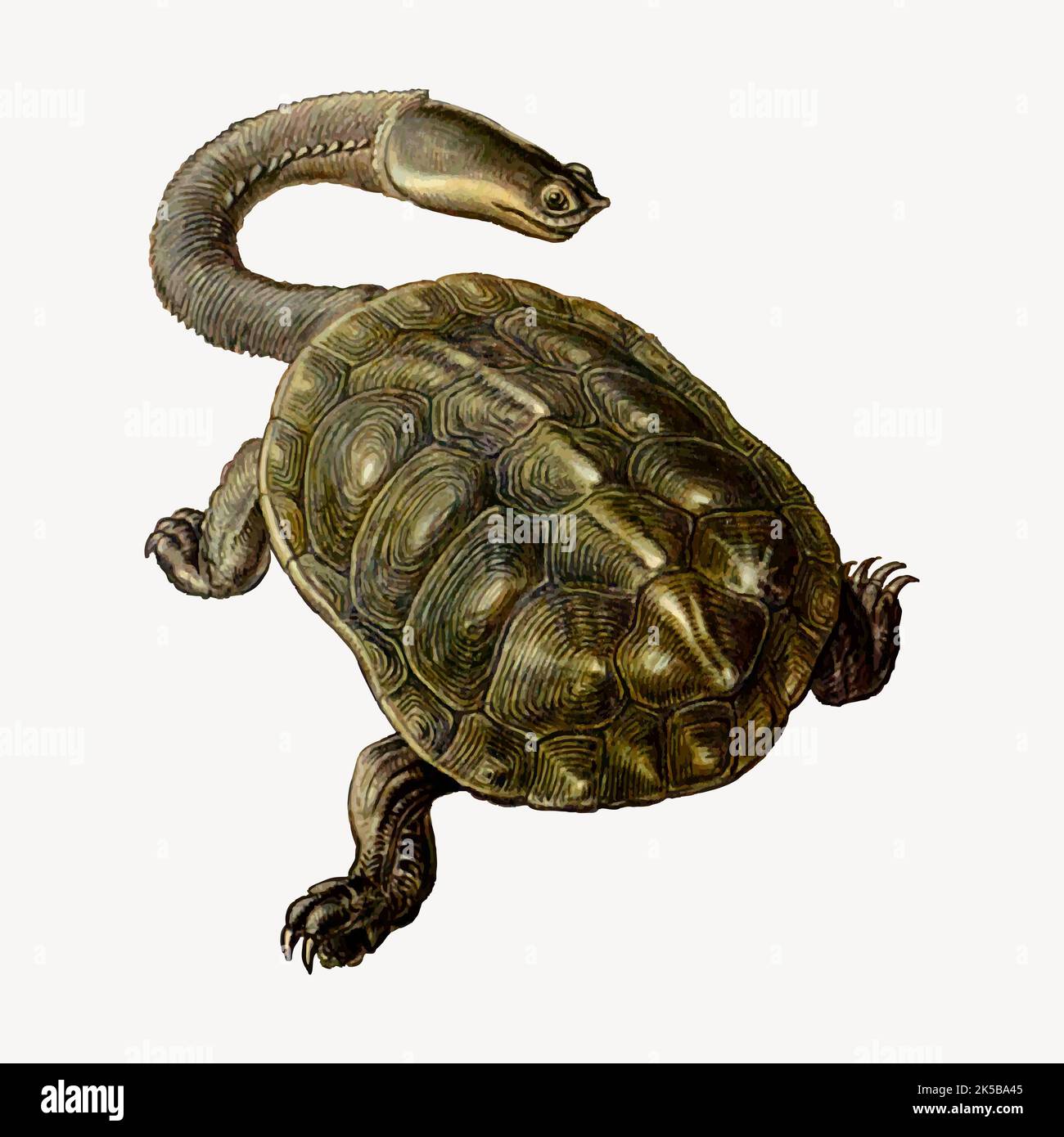 Argentine snake necked turtle clipart hi-res stock photography and ...