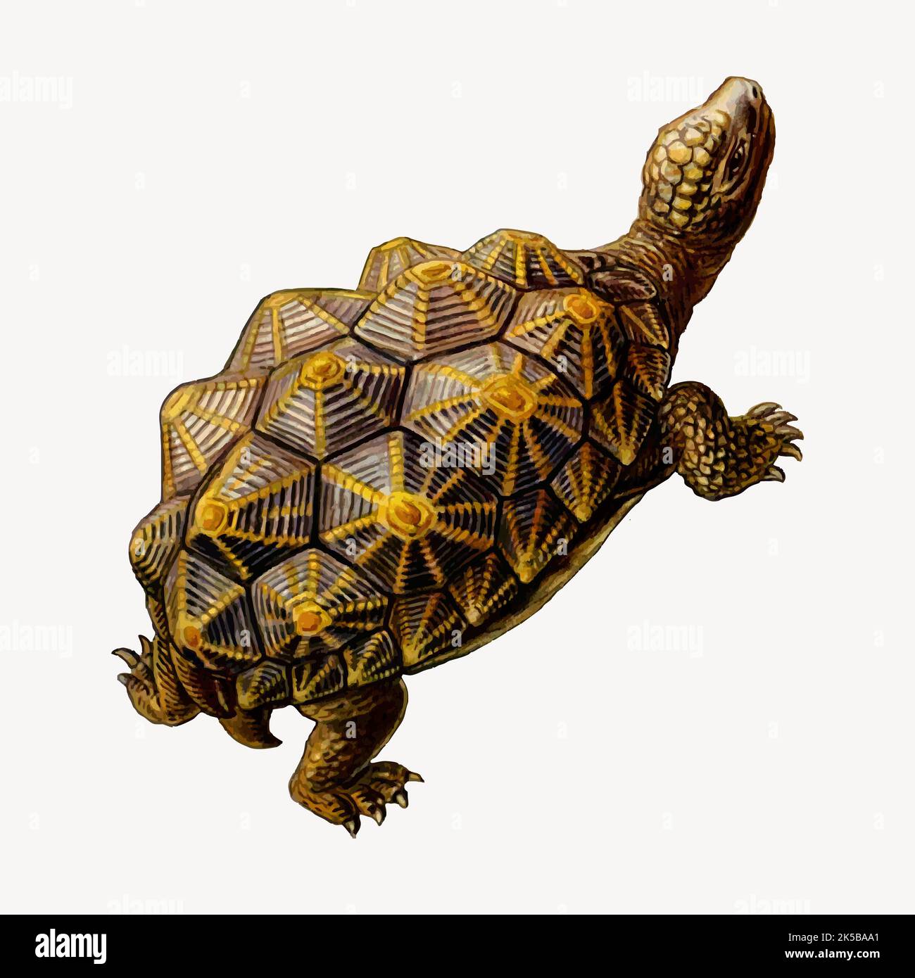 Geometric tortoise clipart hi-res stock photography and images - Alamy