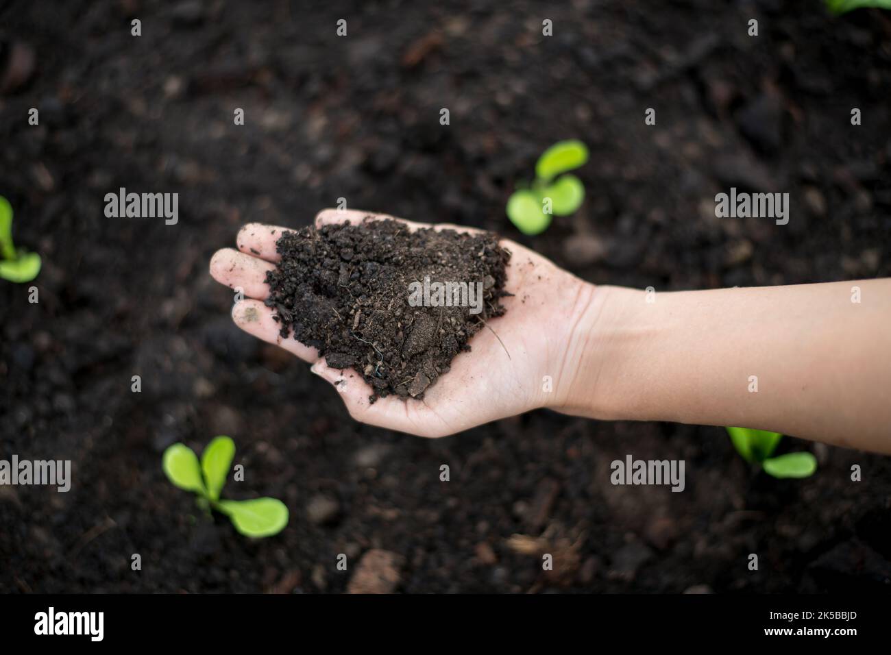 farmer hands holding soil organic ground from field Stock Photo - Alamy
