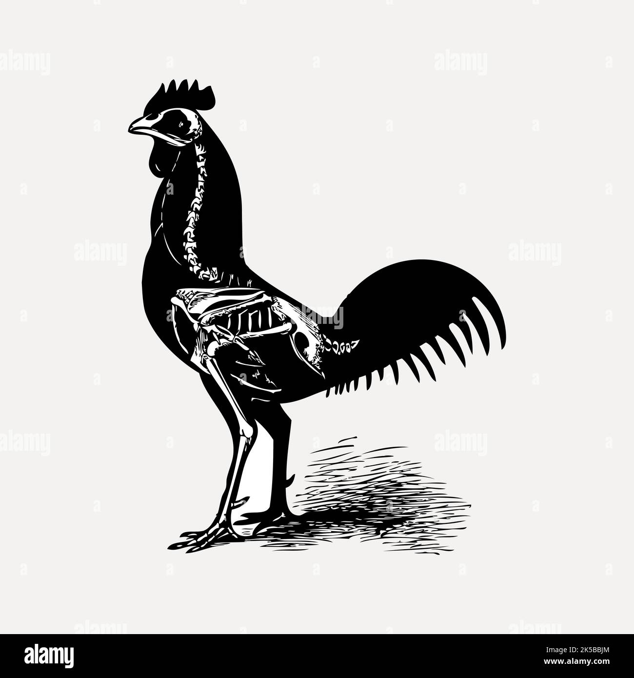 Chicken clipart, vintage illustration vector Stock Vector Image & Art ...