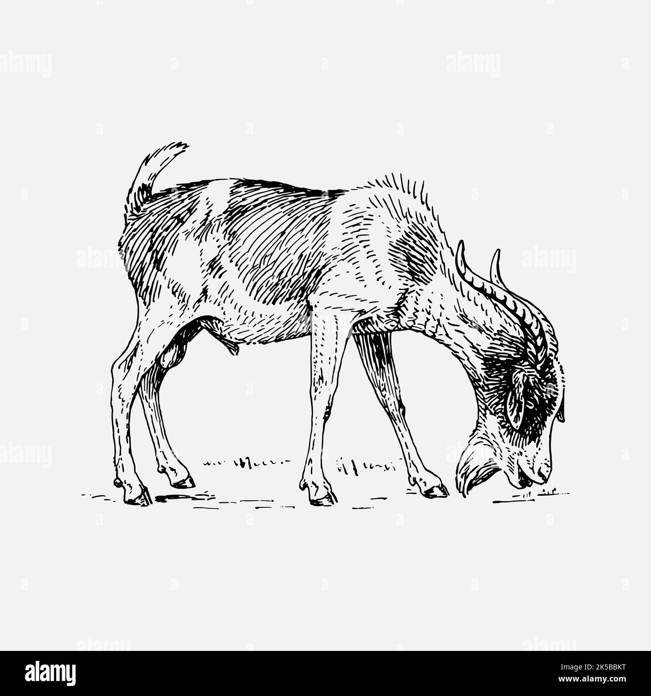 Goat clipart, vintage illustration vector Stock Vector Image & Art - Alamy