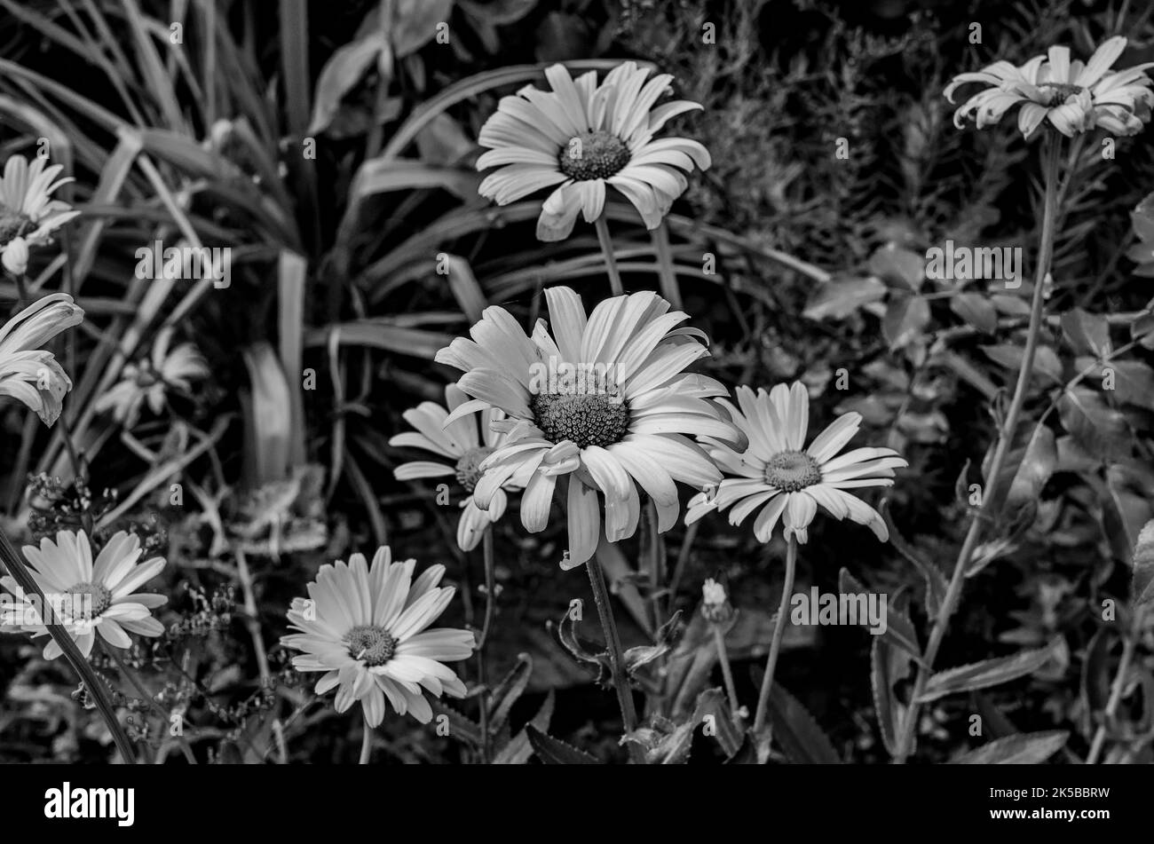 Great springs Black and White Stock Photos & Images - Alamy