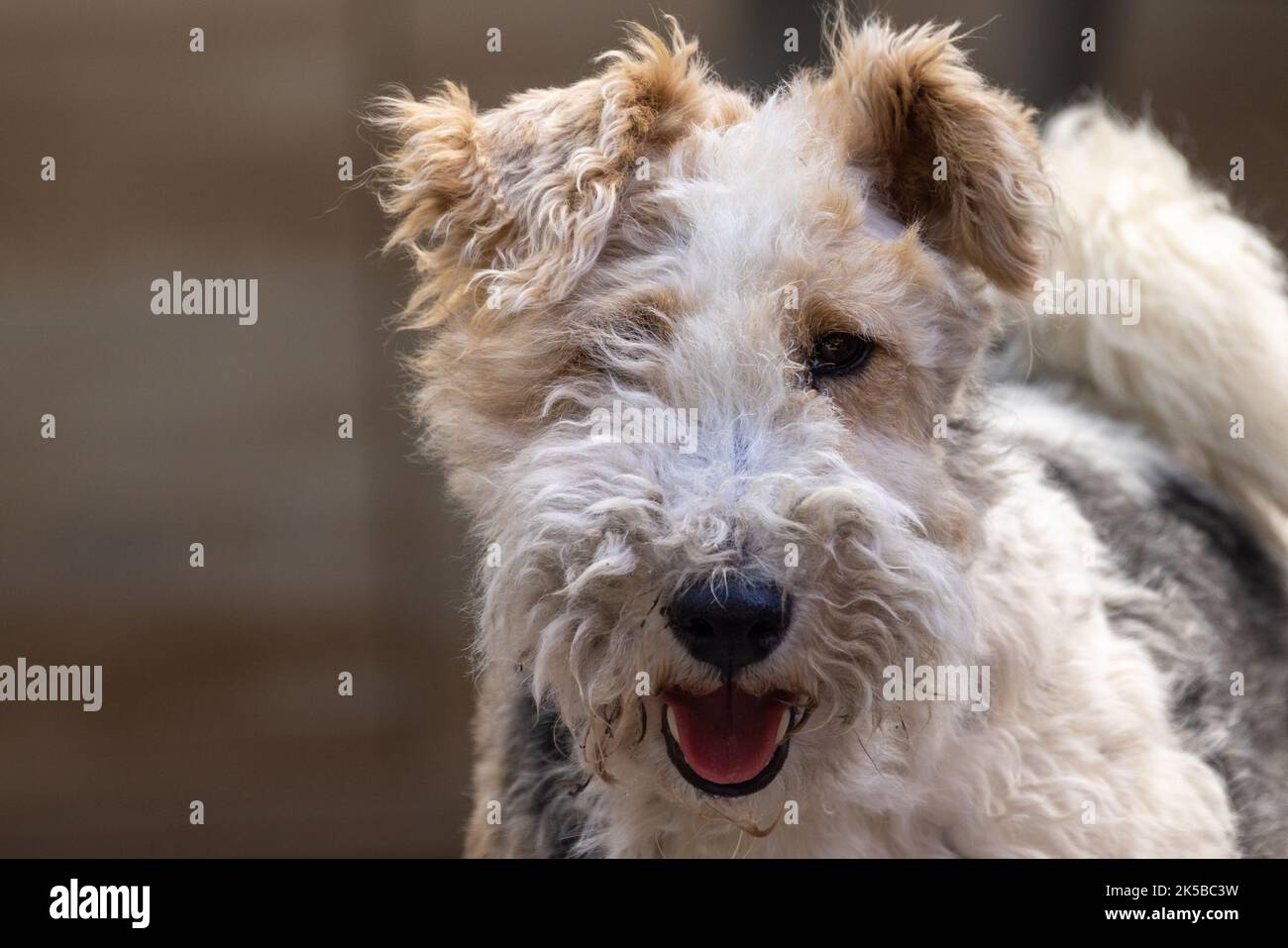 Wire Hair Terrier Mix Breeds