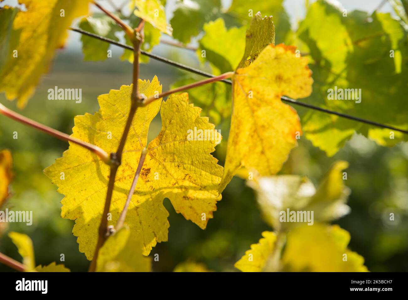 summer grape vine yellow leaves in orchard Stock Photo - Alamy