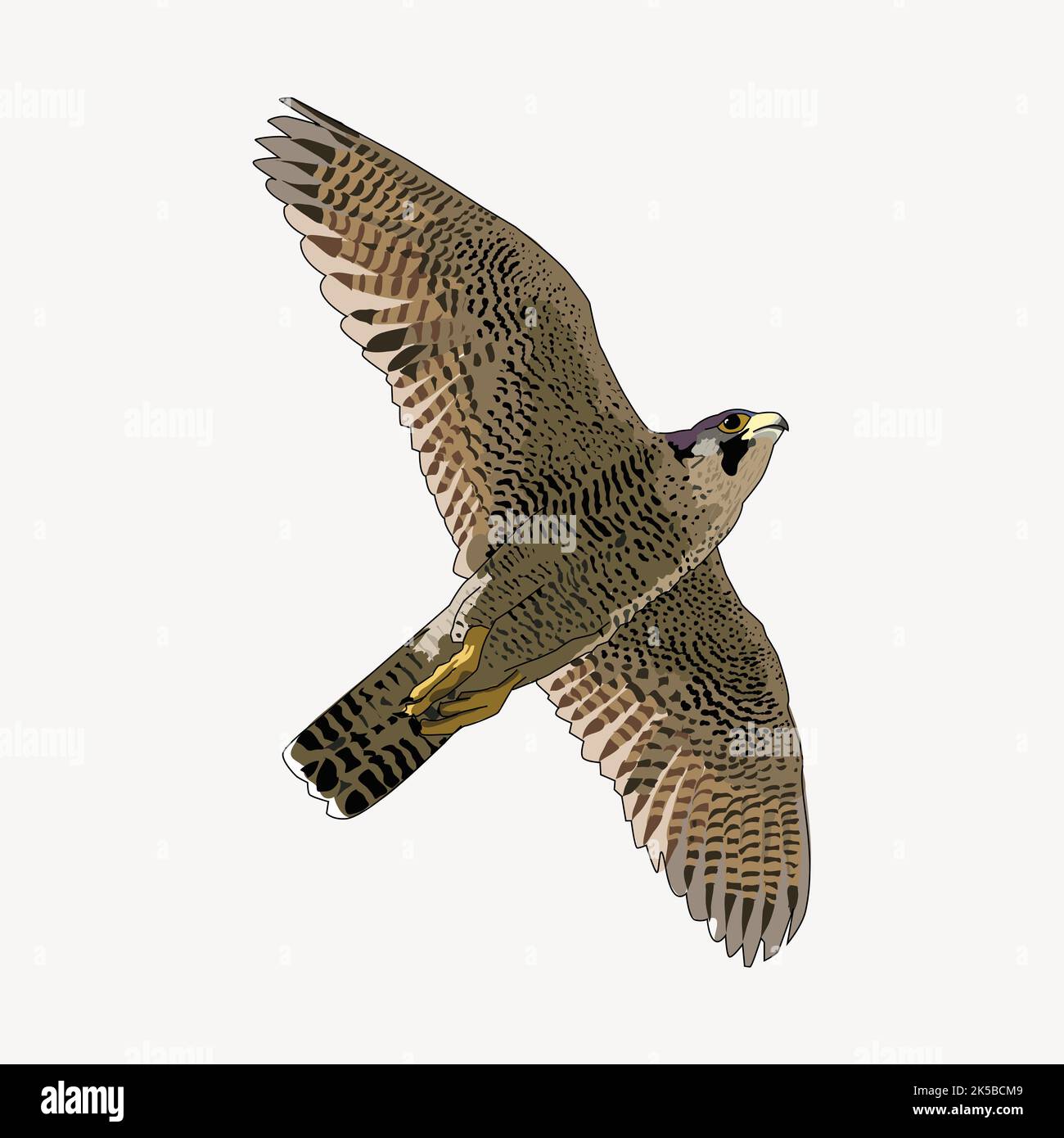 Shaheen falcon hi-res stock photography and images - Alamy