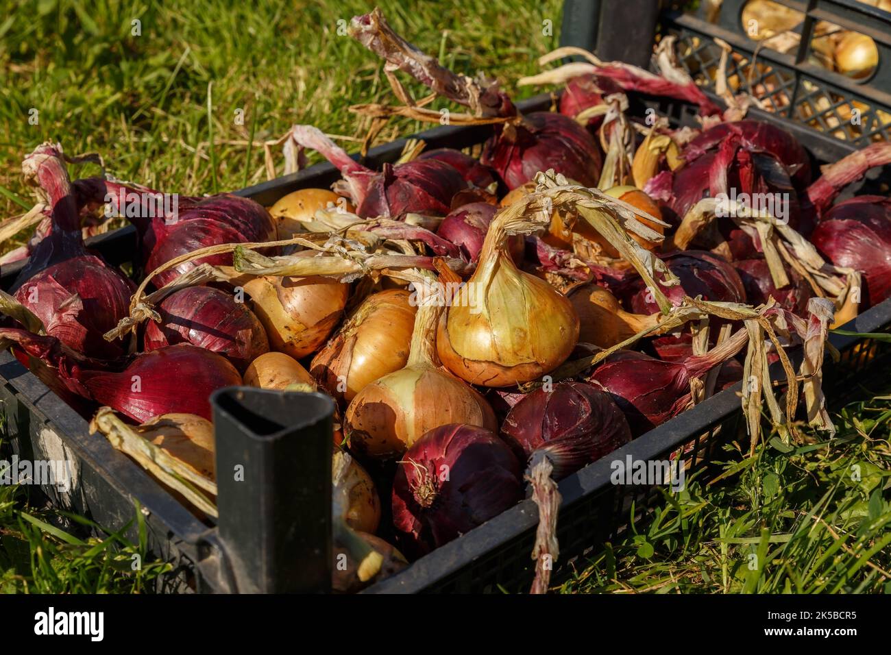 onions in a black plastic box on the grass. Harvesting onions Stock ...