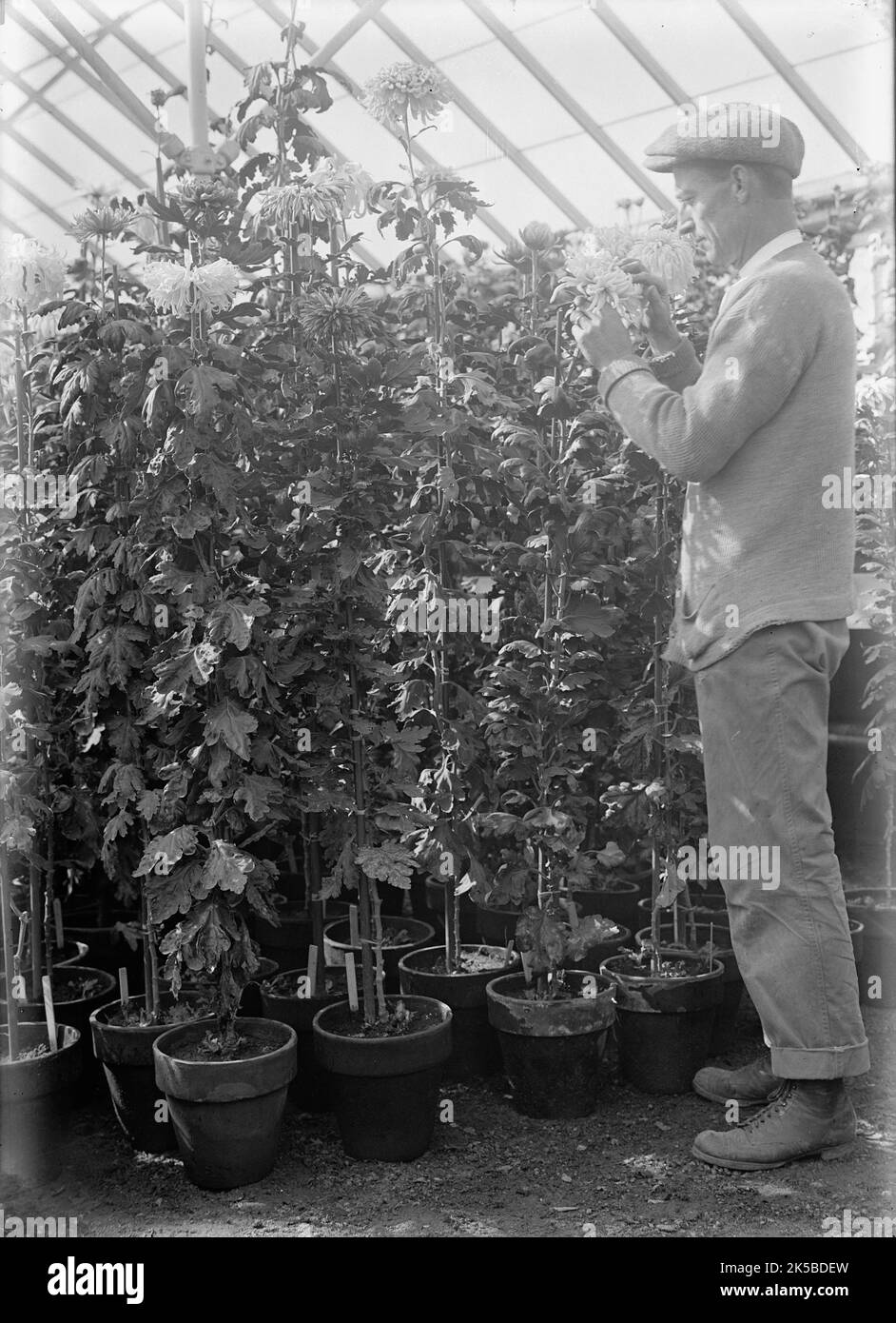 Agriculture Department - 'Jessie Wilson' Chrysanthemum, Martin Graner ...