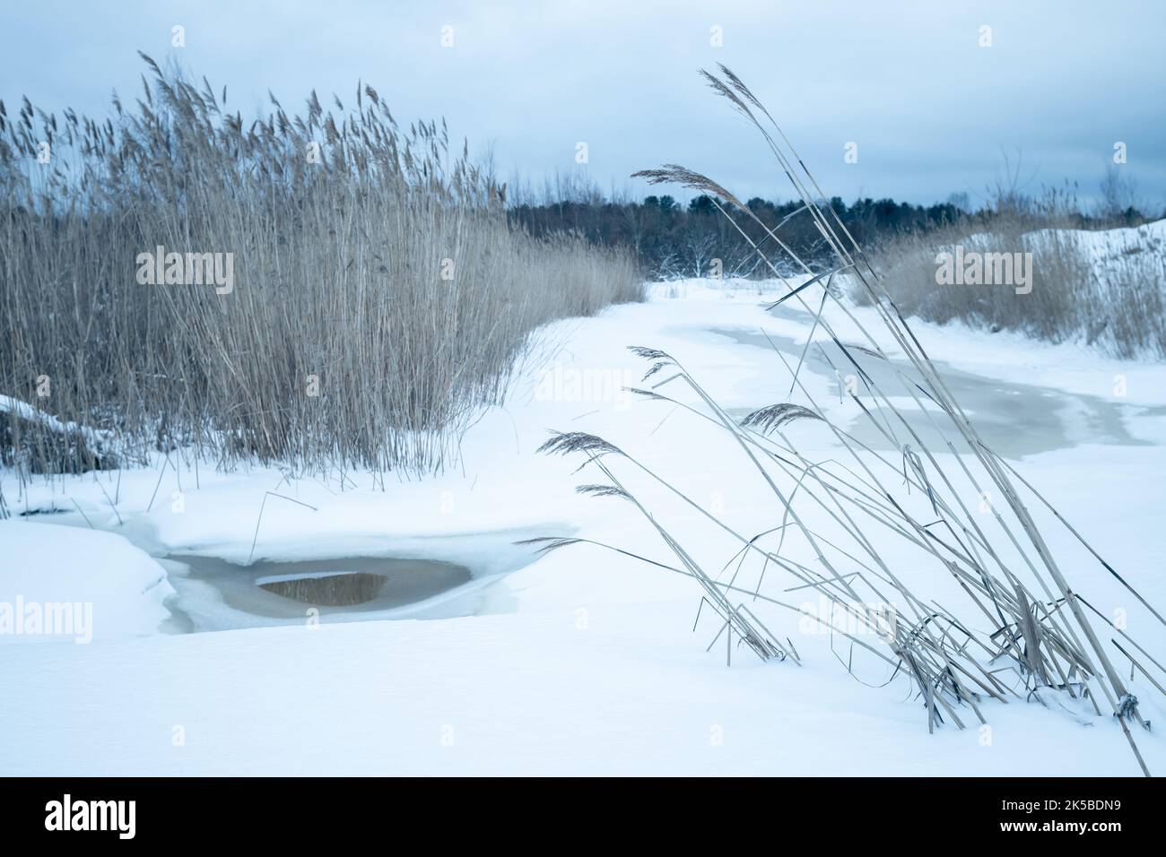 Winter landscape with dry reed in white snow and ice on a cold cloudy day, natural background ...