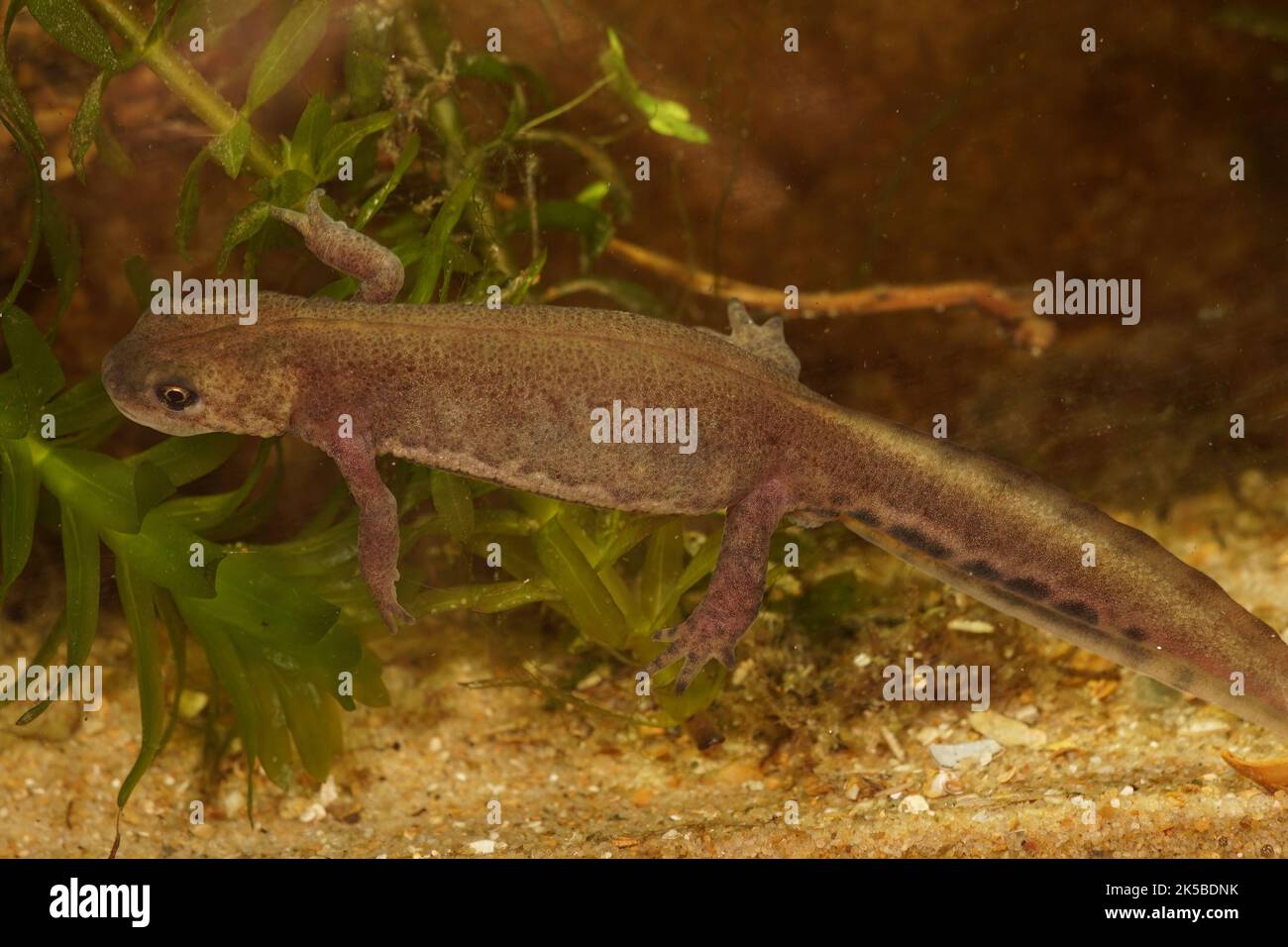 Detailed closeup on an aquatic female Northern banded newt ...