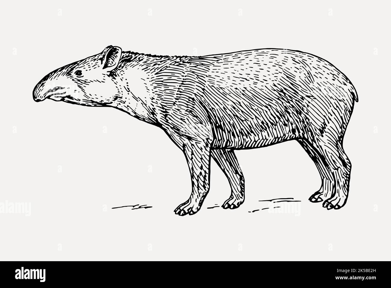 Tapir, animal clipart, illustration vector Stock Vector Image & Art - Alamy