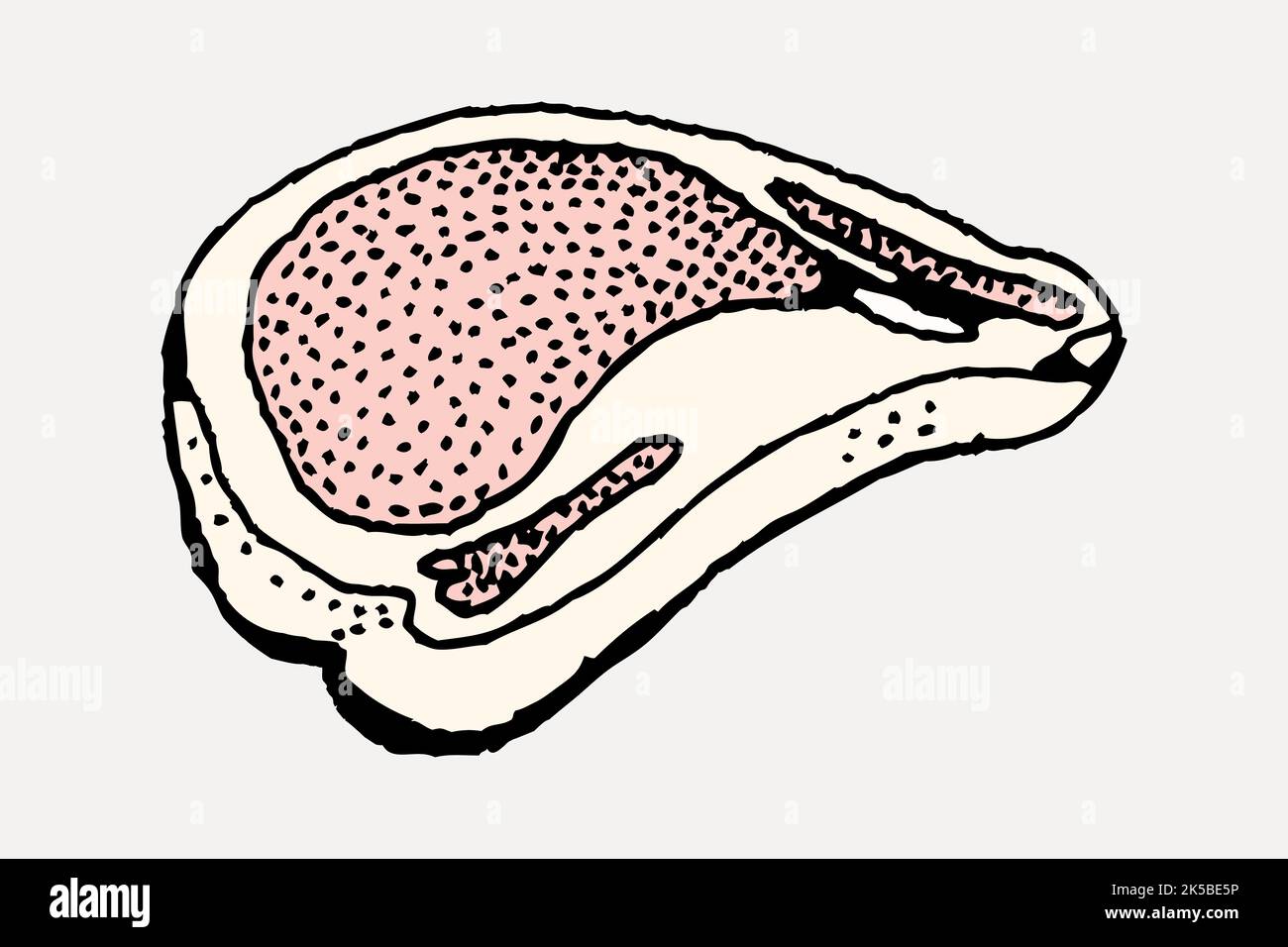 Meat clipart, food illustration vector Stock Vector Image & Art - Alamy