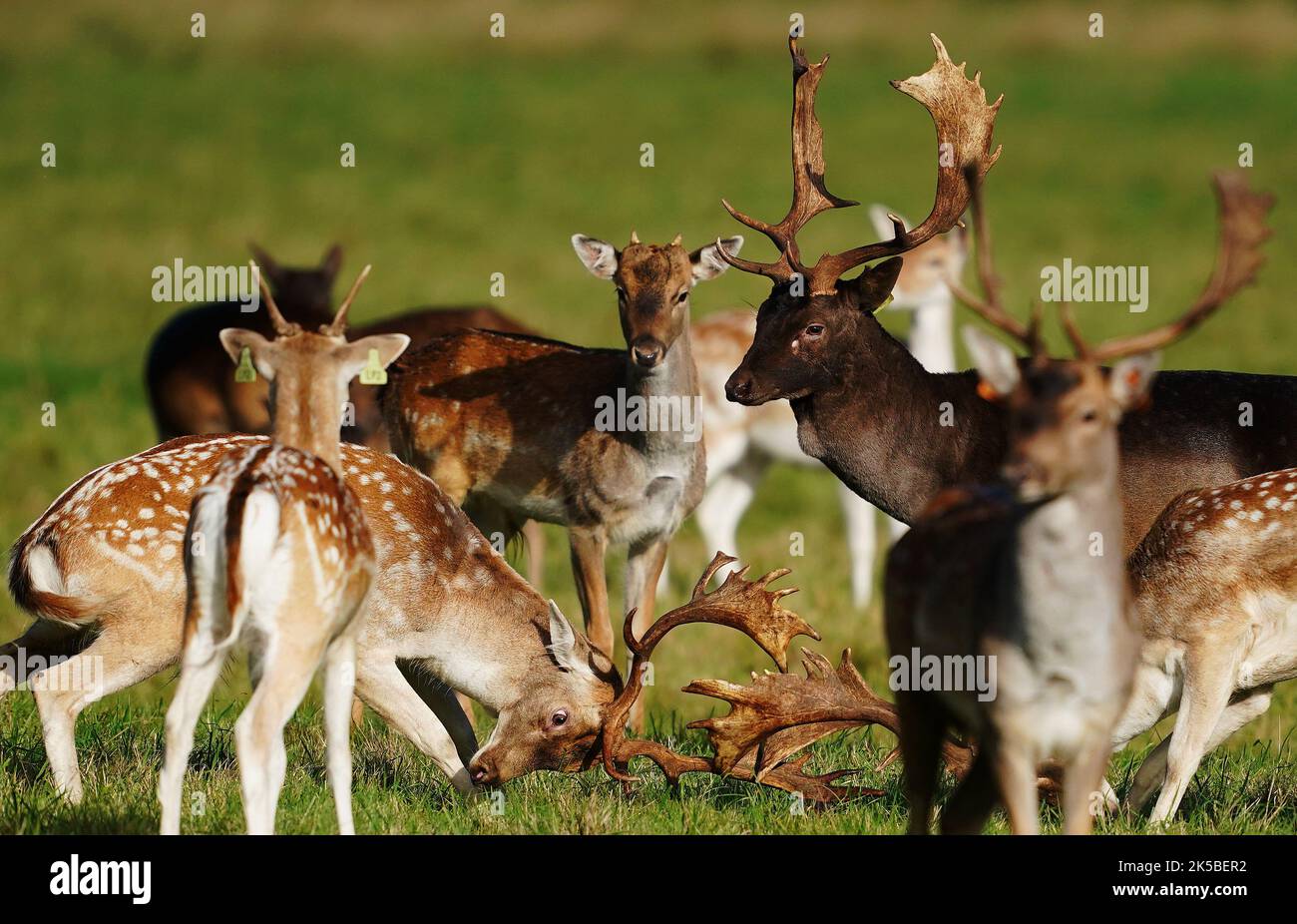 Two male fallow deer lock antlers in Dublin's Phoenix park as rutting ...