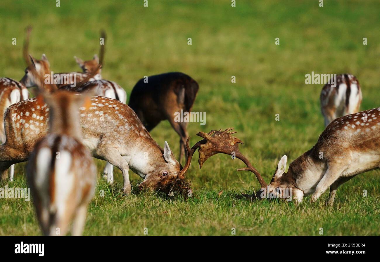 Two male fallow deer lock antlers in Dublin's Phoenix park as rutting ...