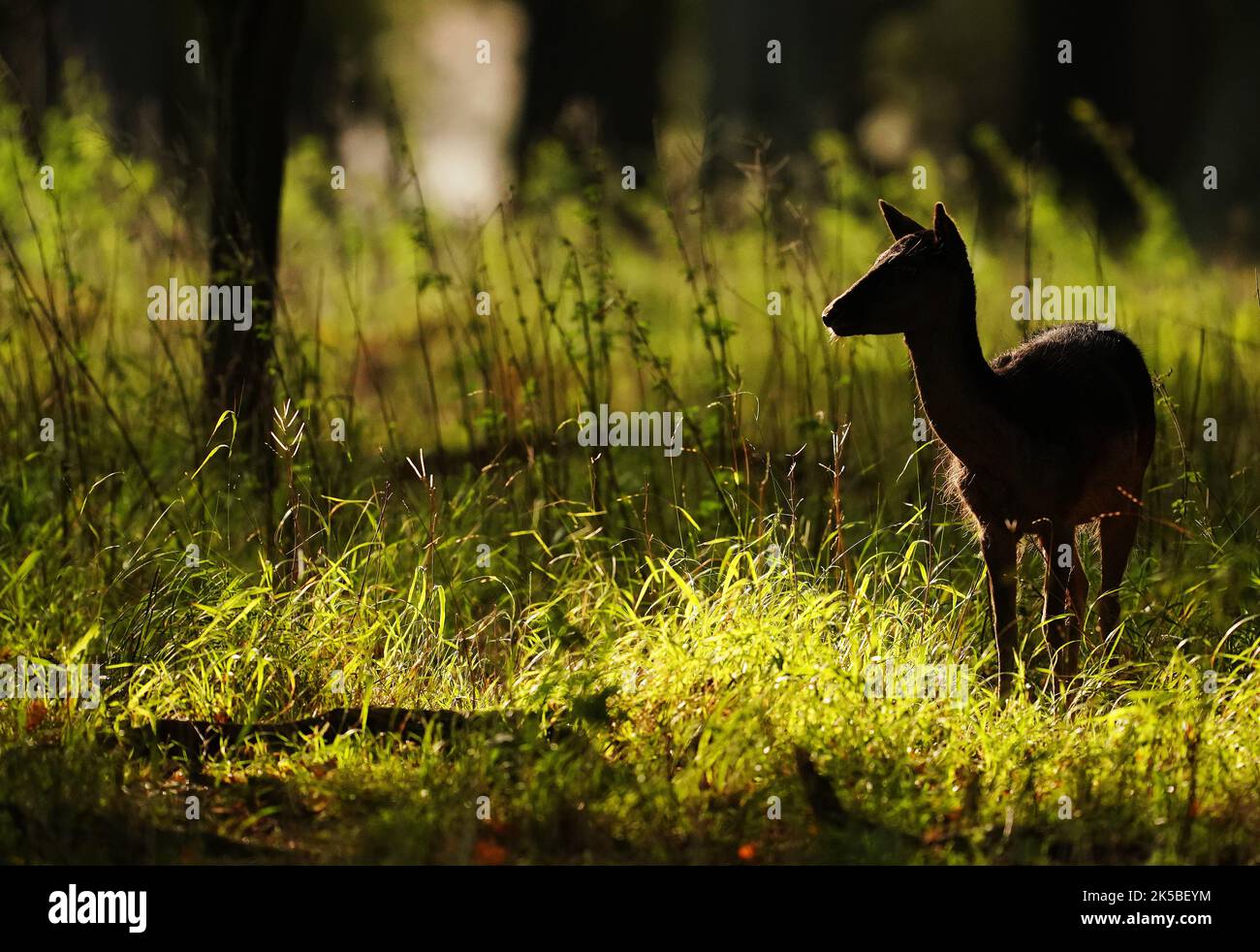 A fallow deer in Dublin's Phoenix park as rutting season begins ...