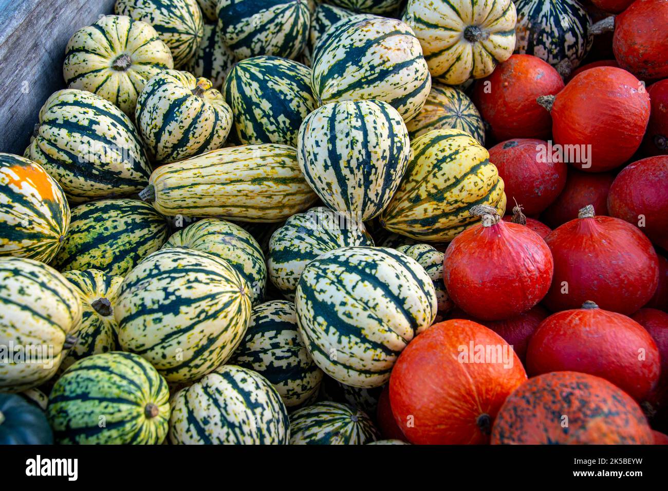 Pumpkins in a box hi-res stock photography and images - Alamy