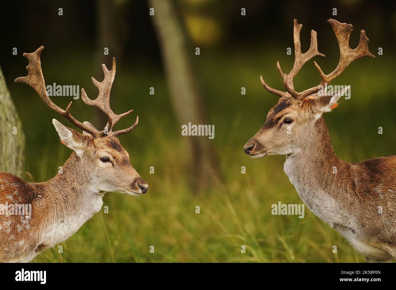 Two young male fallow deer in Dublin's Phoenix park as rutting season ...