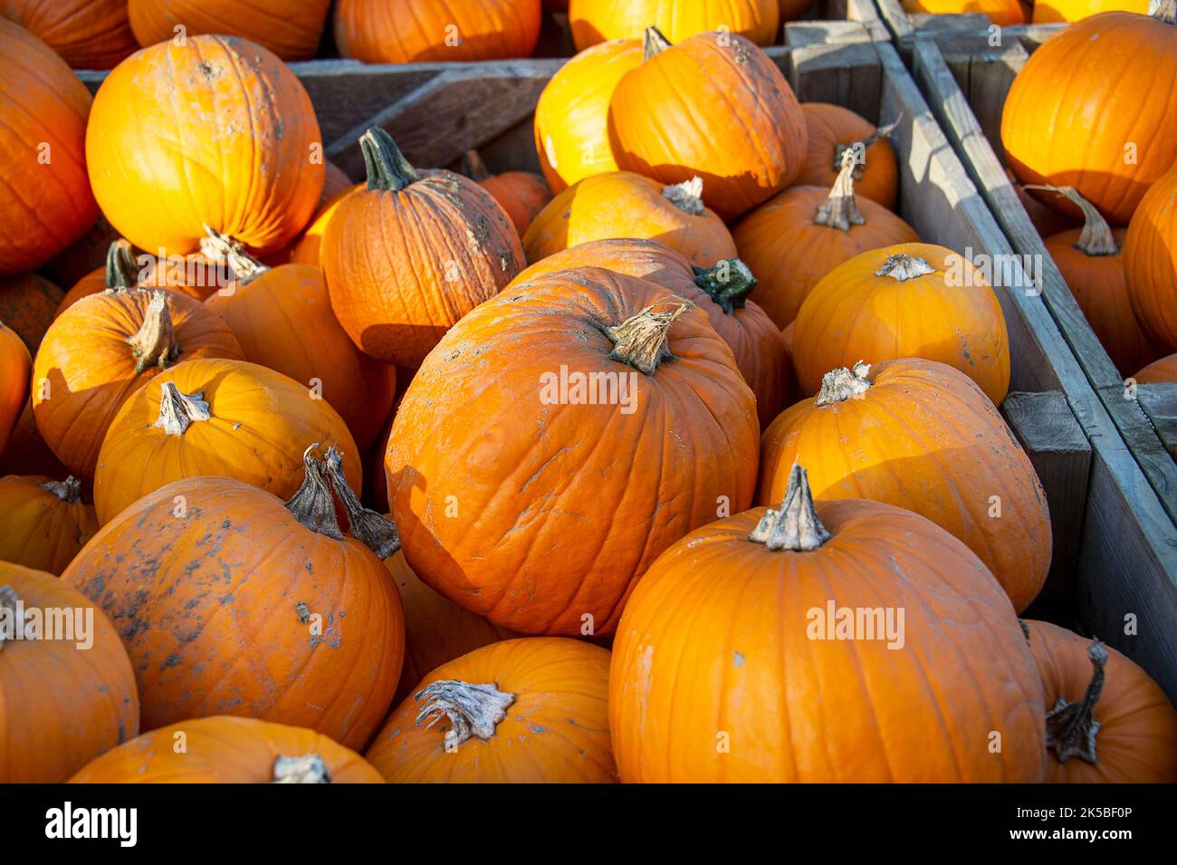 Lot of pumpkins hi-res stock photography and images - Alamy