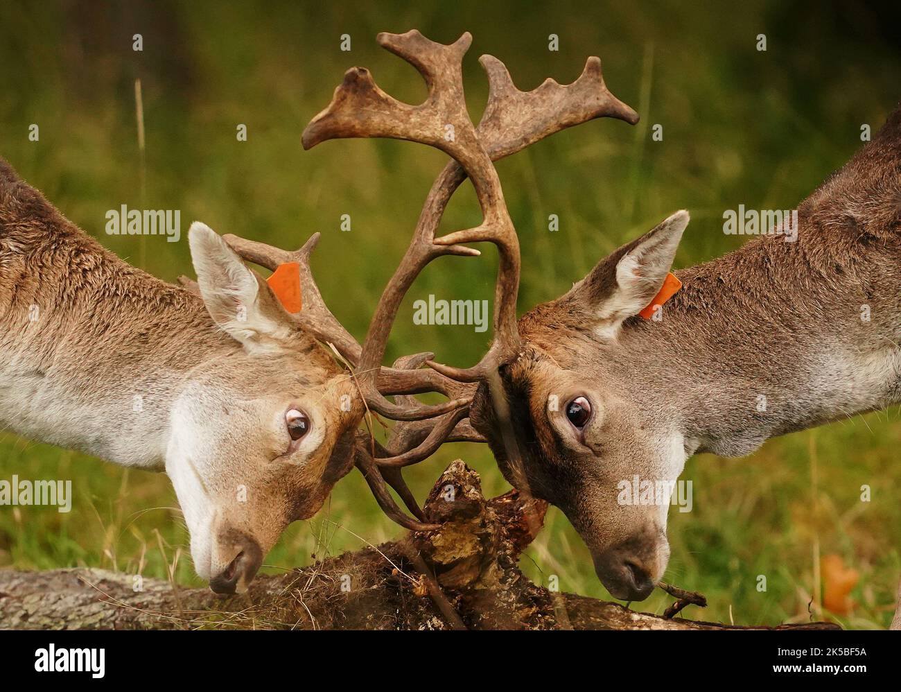 Two young male fallow deer lock antlers in Dublin's Phoenix park as ...