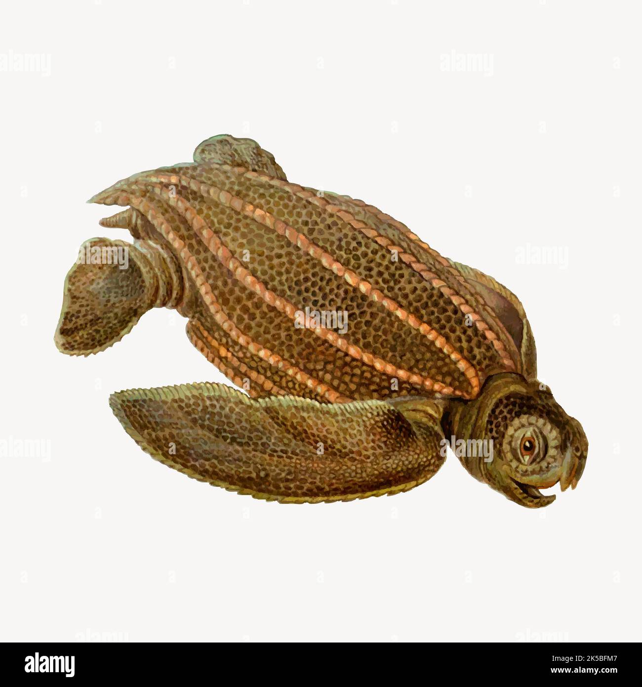 Leatherback turtle clipart, illustration vector Stock Vector Image ...