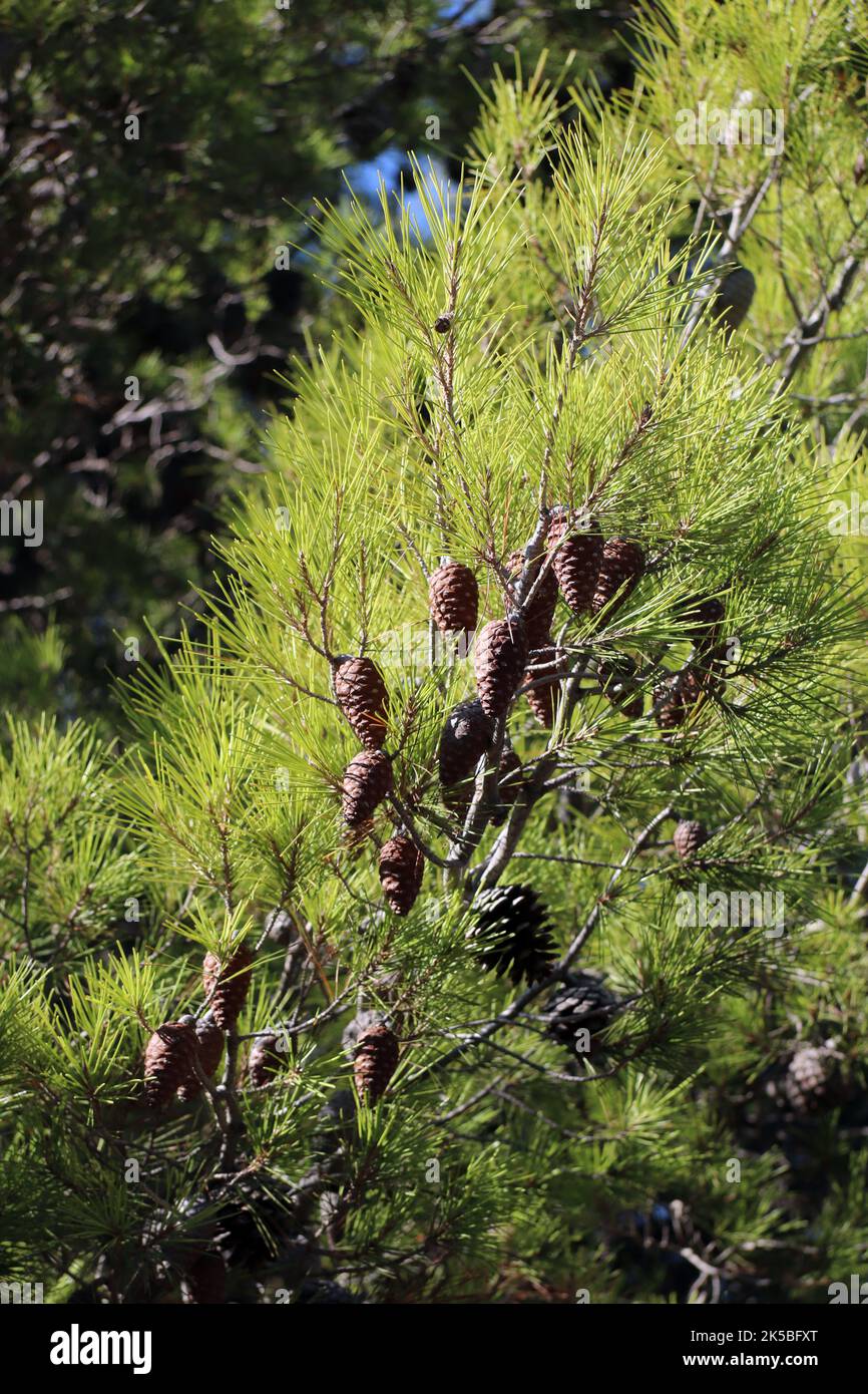 pine trees in croatia Stock Photo - Alamy