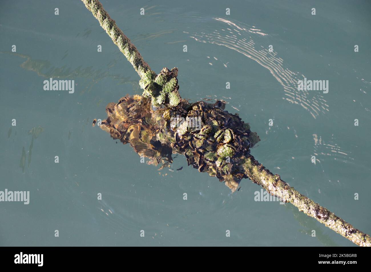 sea life on a rope Stock Photo - Alamy