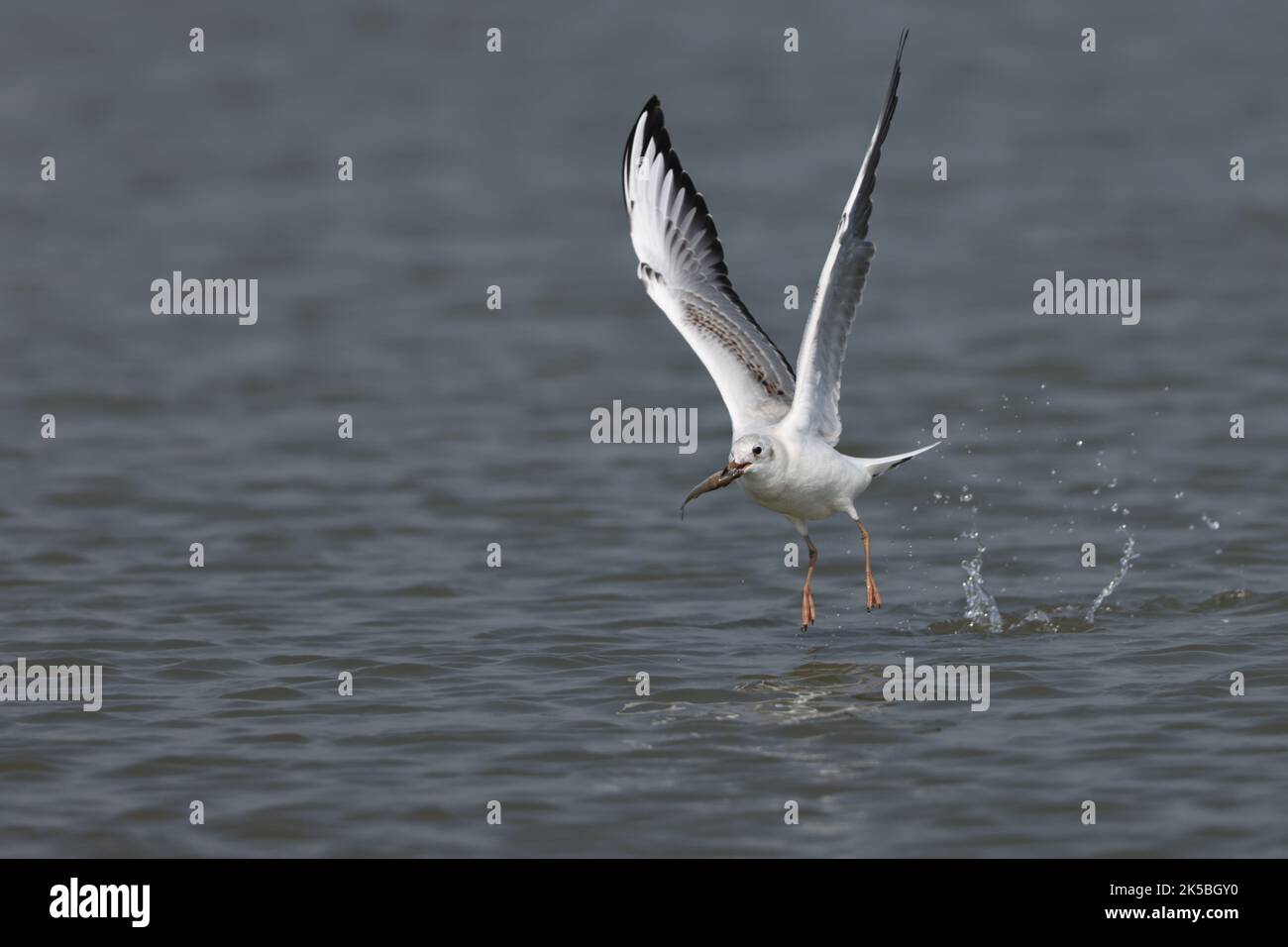 SHIJIAZHUANG, CHINA - OCTOBER 7, 2022 - A Black-headed Gull catches ...