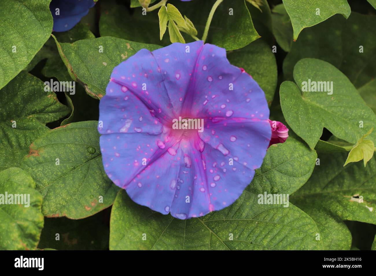 Blue Morning Glory flower Stock Photo - Alamy