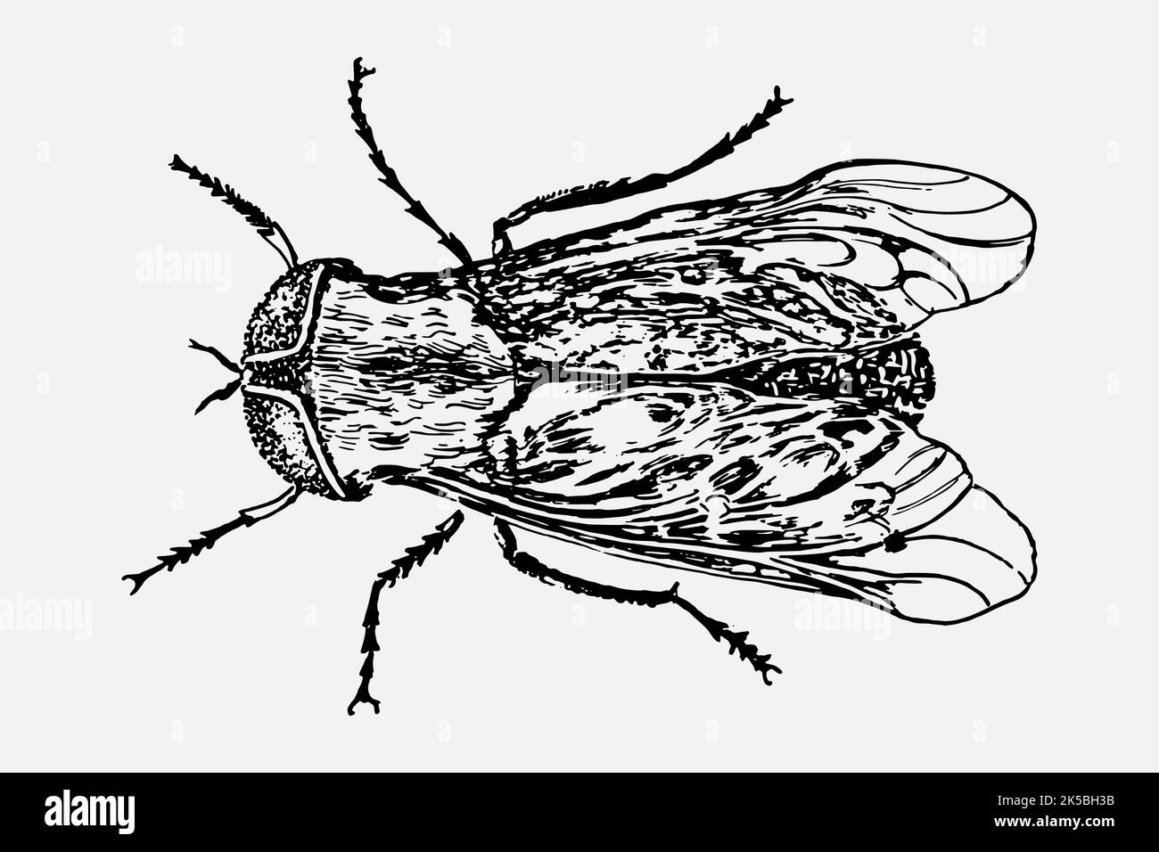 Fly, insect drawing, vintage illustration vector Stock Vector Image ...