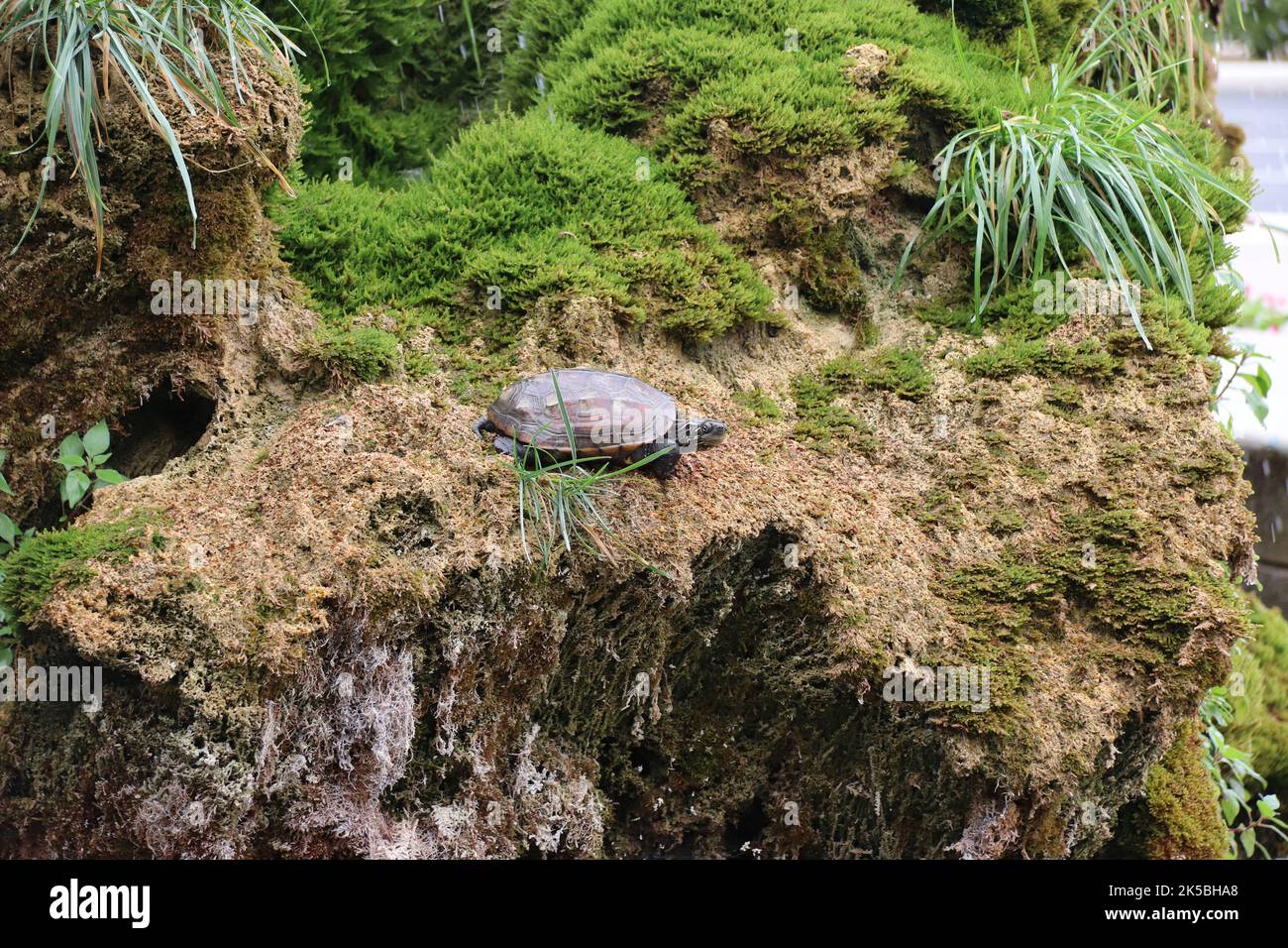 Preety old lady hi-res stock photography and images - Alamy