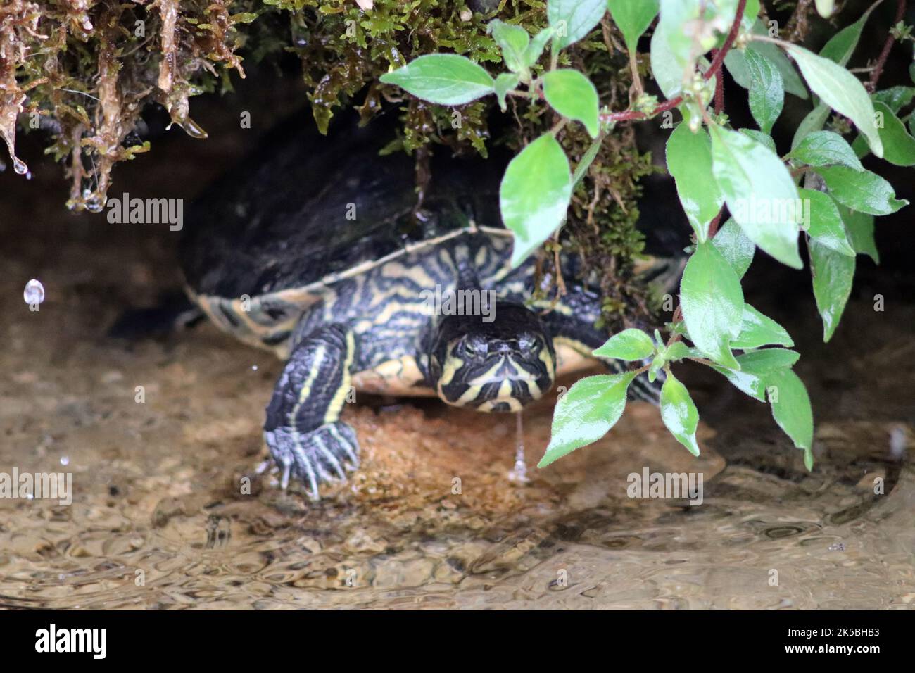 Preety old lady hi-res stock photography and images - Alamy