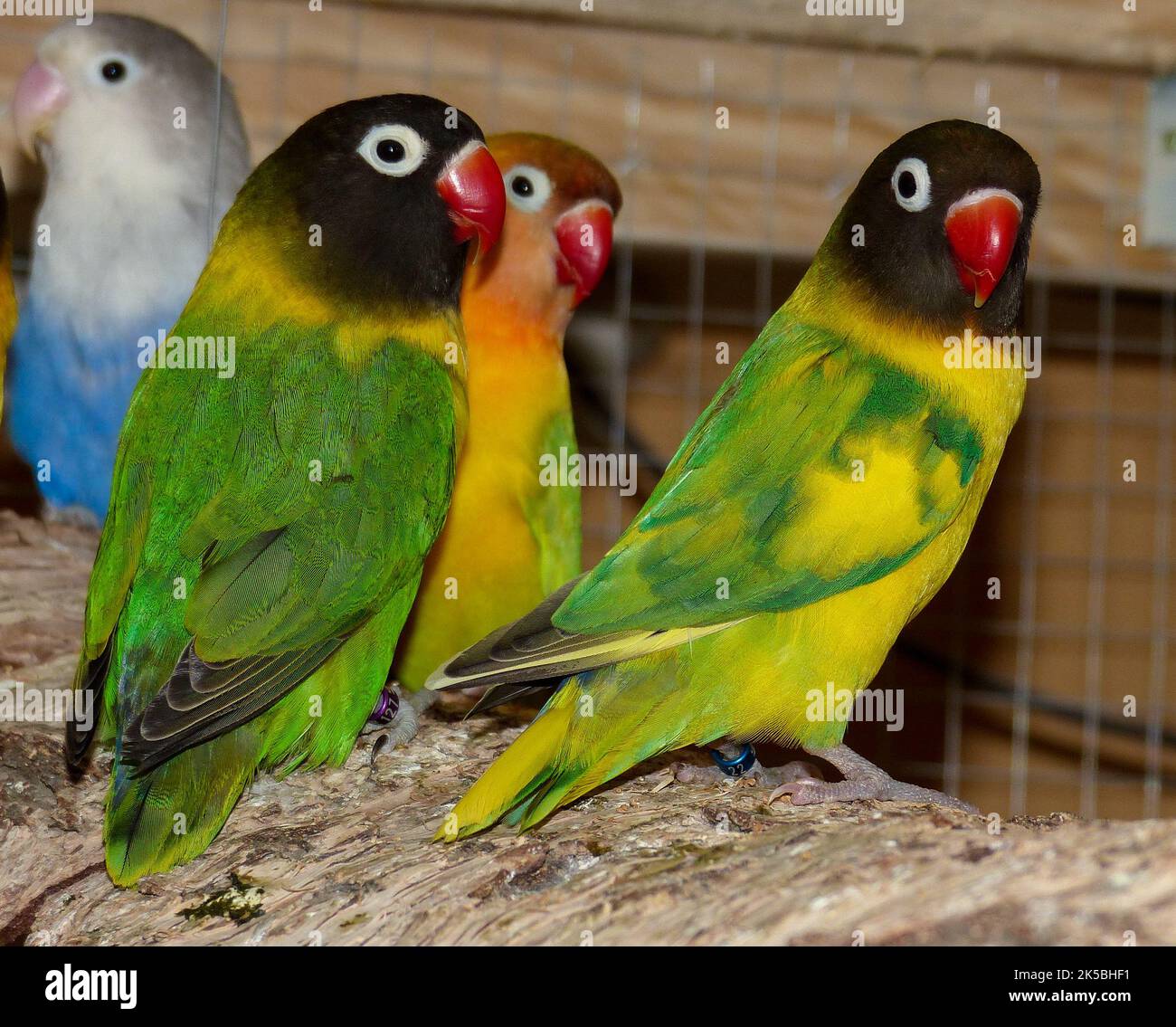 Agapornids in portrait: colorful and sociable dwarf parrots, which are ...