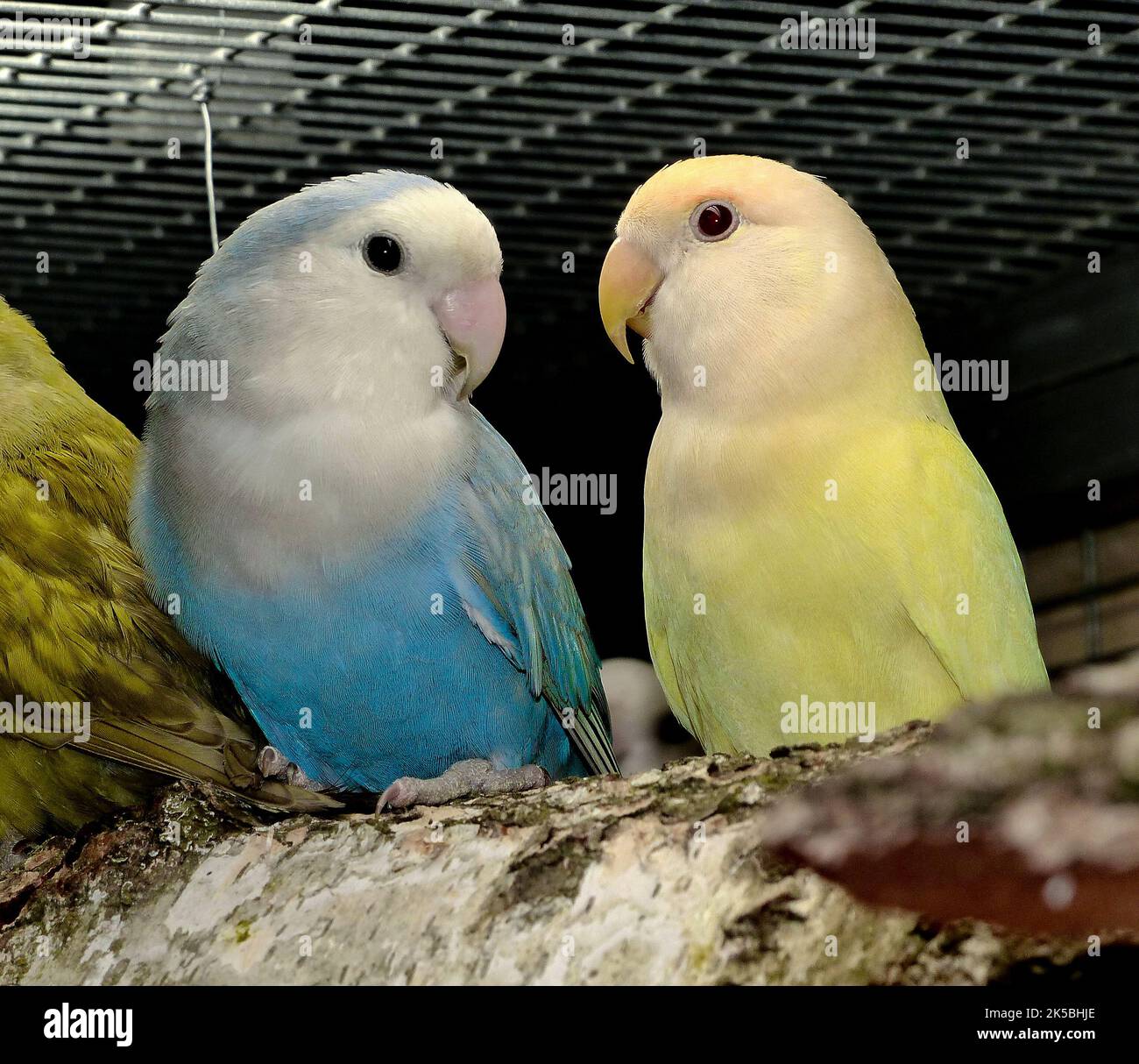 Agapornids in portrait: colorful and sociable dwarf parrots, which are ...