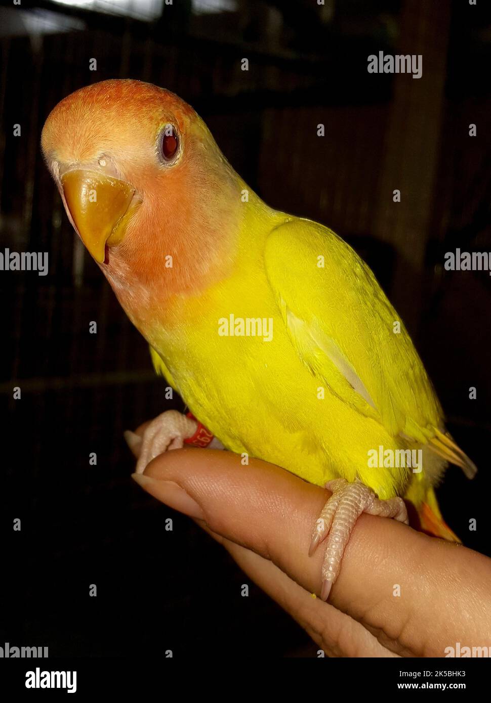 Agapornids in portrait: colorful and sociable dwarf parrots, which are ...