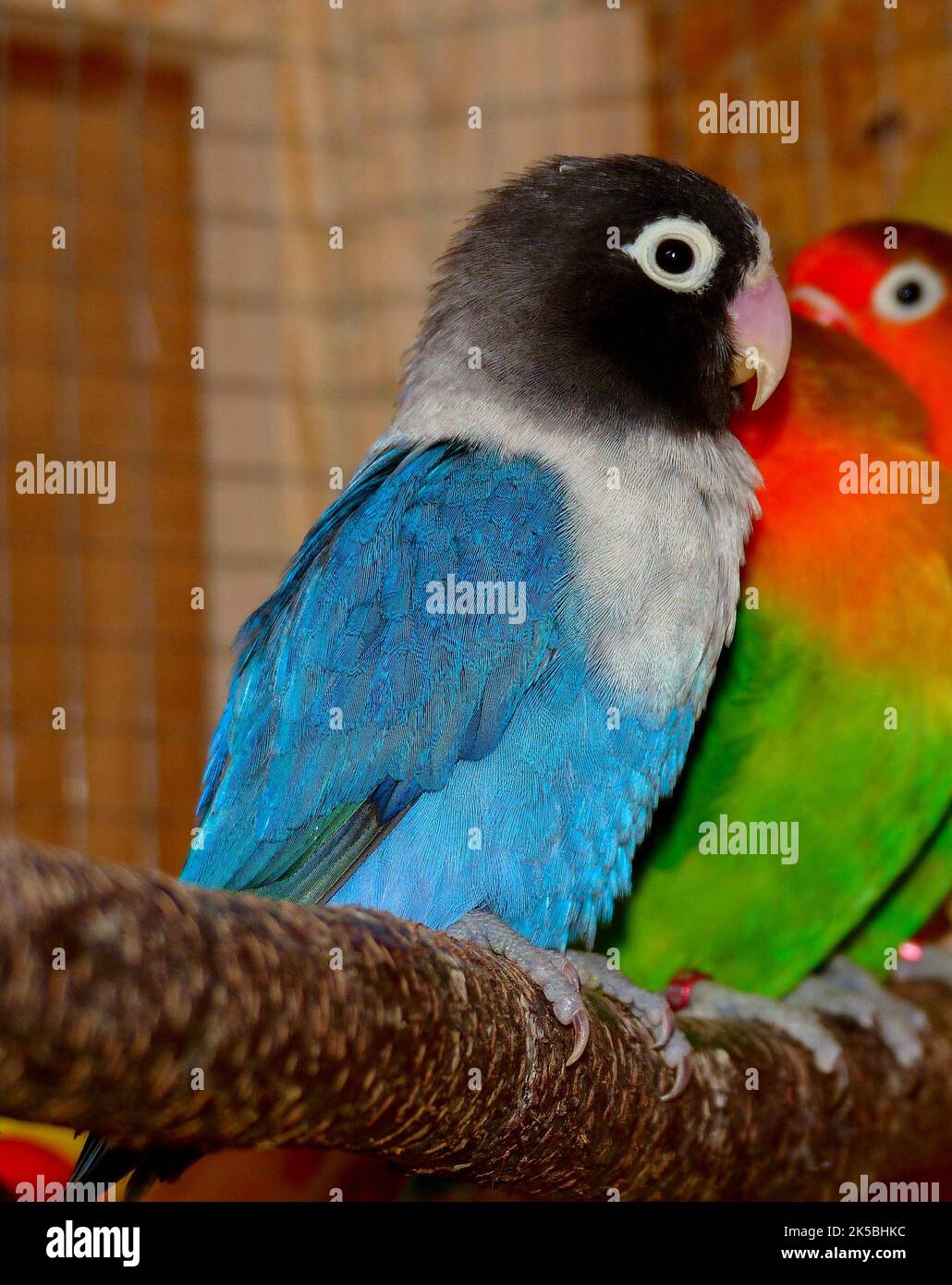 Bird agapornis fischeri hi-res stock photography and images - Alamy