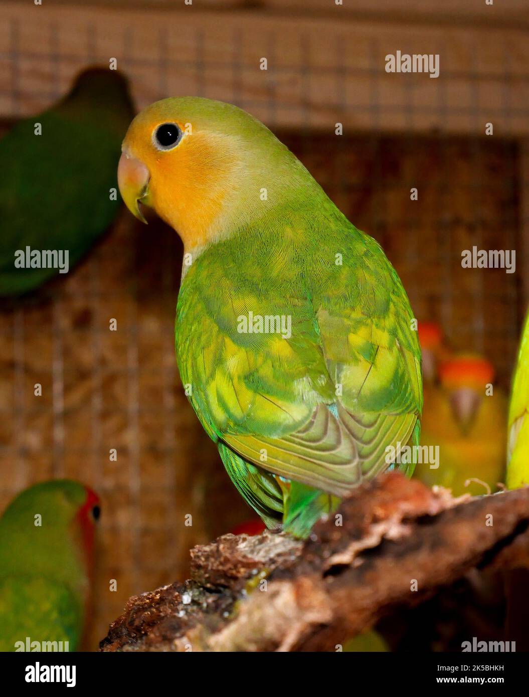 Agapornids in portrait: colorful and sociable dwarf parrots, which are ...