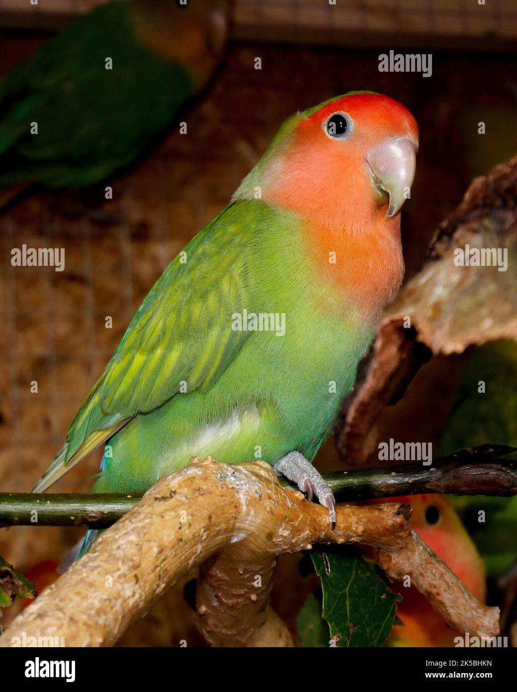 Agapornids in portrait: colorful and sociable dwarf parrots, which are ...