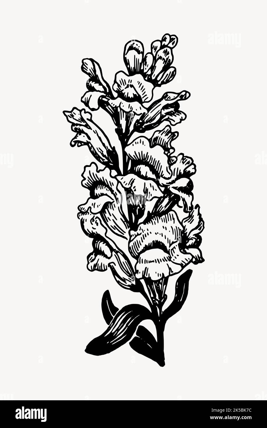 Snapdragon flower drawing, illustration vector Stock Vector Image & Art ...
