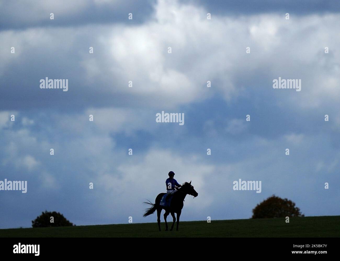 Oh so sharp horse hi-res stock photography and images - Alamy