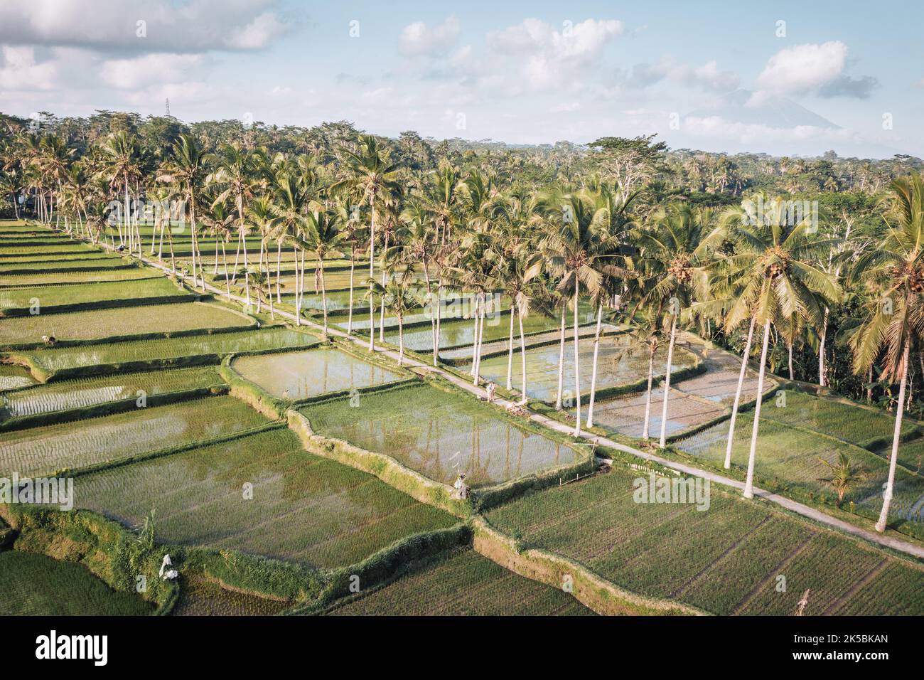 Aerial view over Balinese rice terrace Stock Photo - Alamy